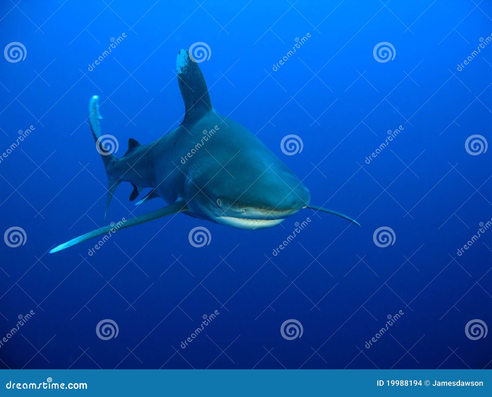 Oceanic Whitetip Shark (Carcharhinus Longimanus) Stock Photo - Image of ...