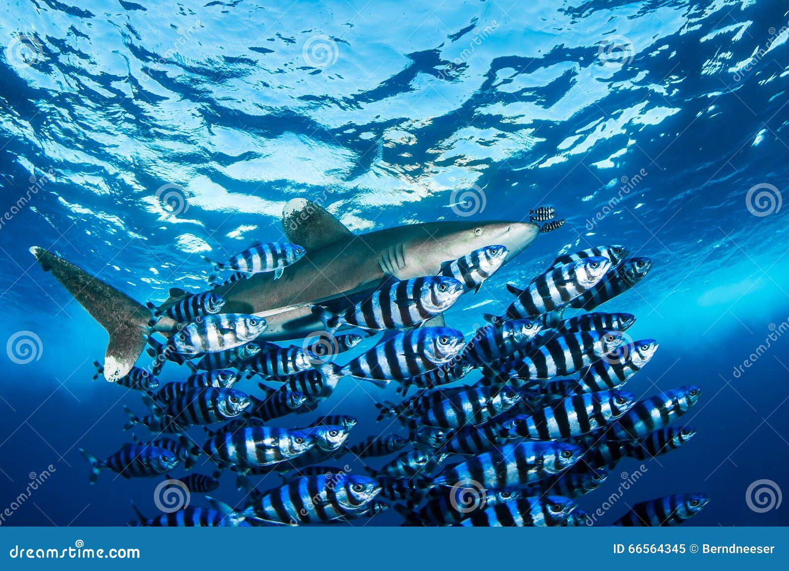 Oceanic Whitetip Shark with Pilot Fish Stock Image - Image of predator ...