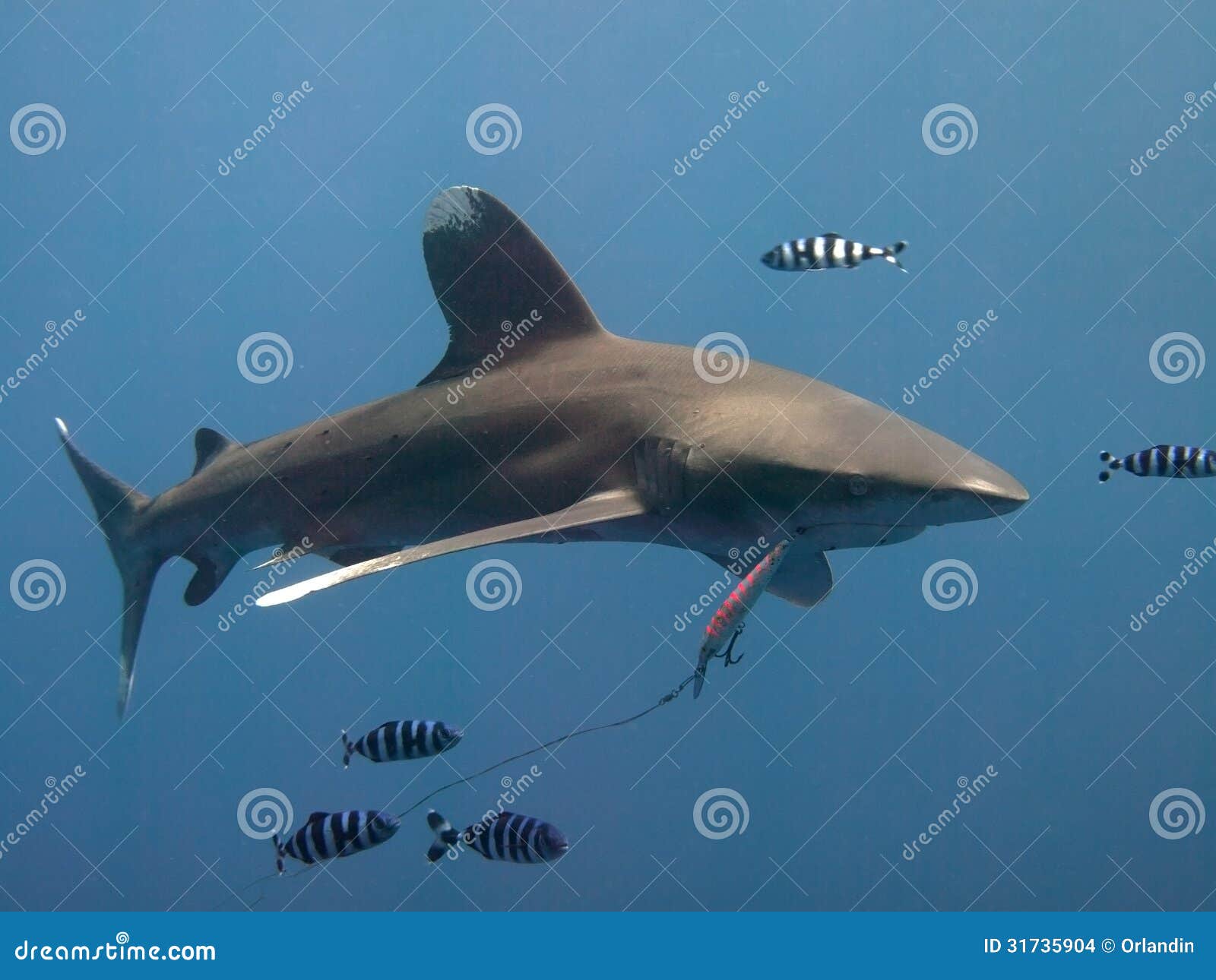 Oceanic whitetip shark stock photo. Image of coral, carcharhinus - 31735904