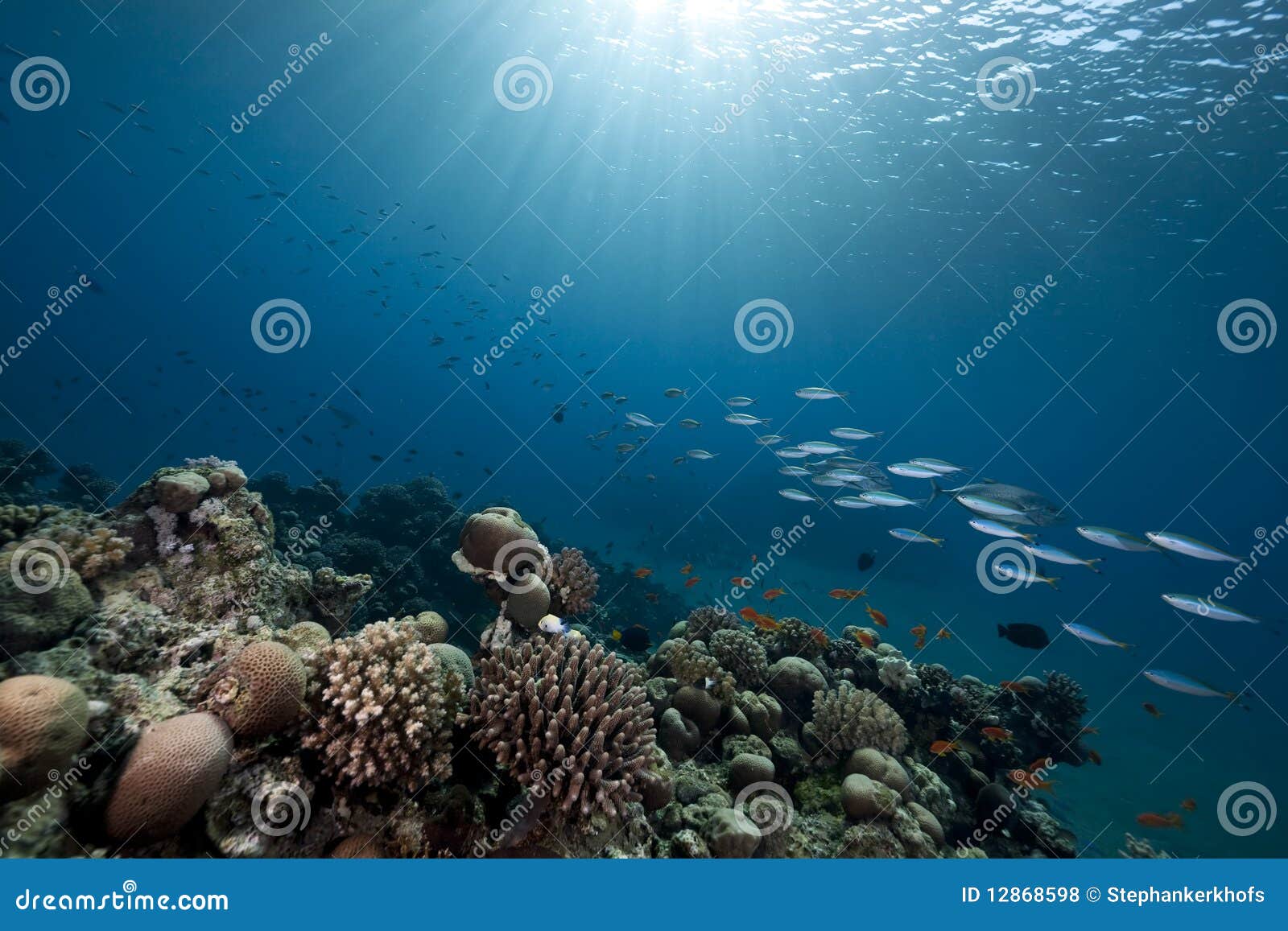 Oceano, recife e peixes foto de stock. Imagem de mergulhador - 12868598