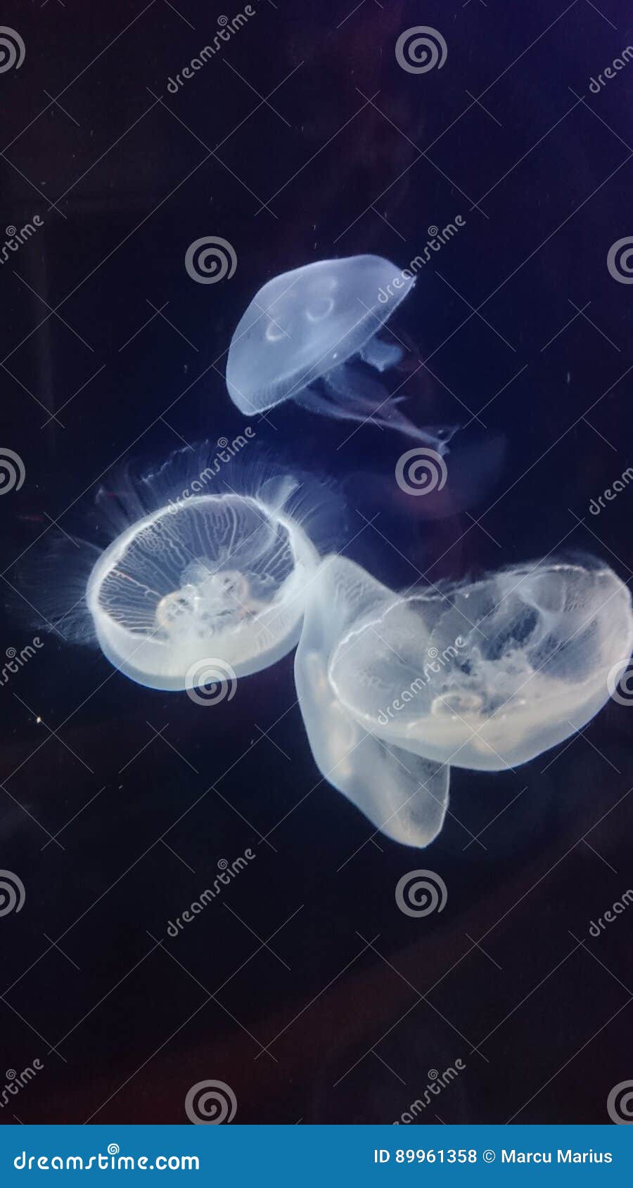 Oceanography stock photo. Image of oceanography, life - 89961358