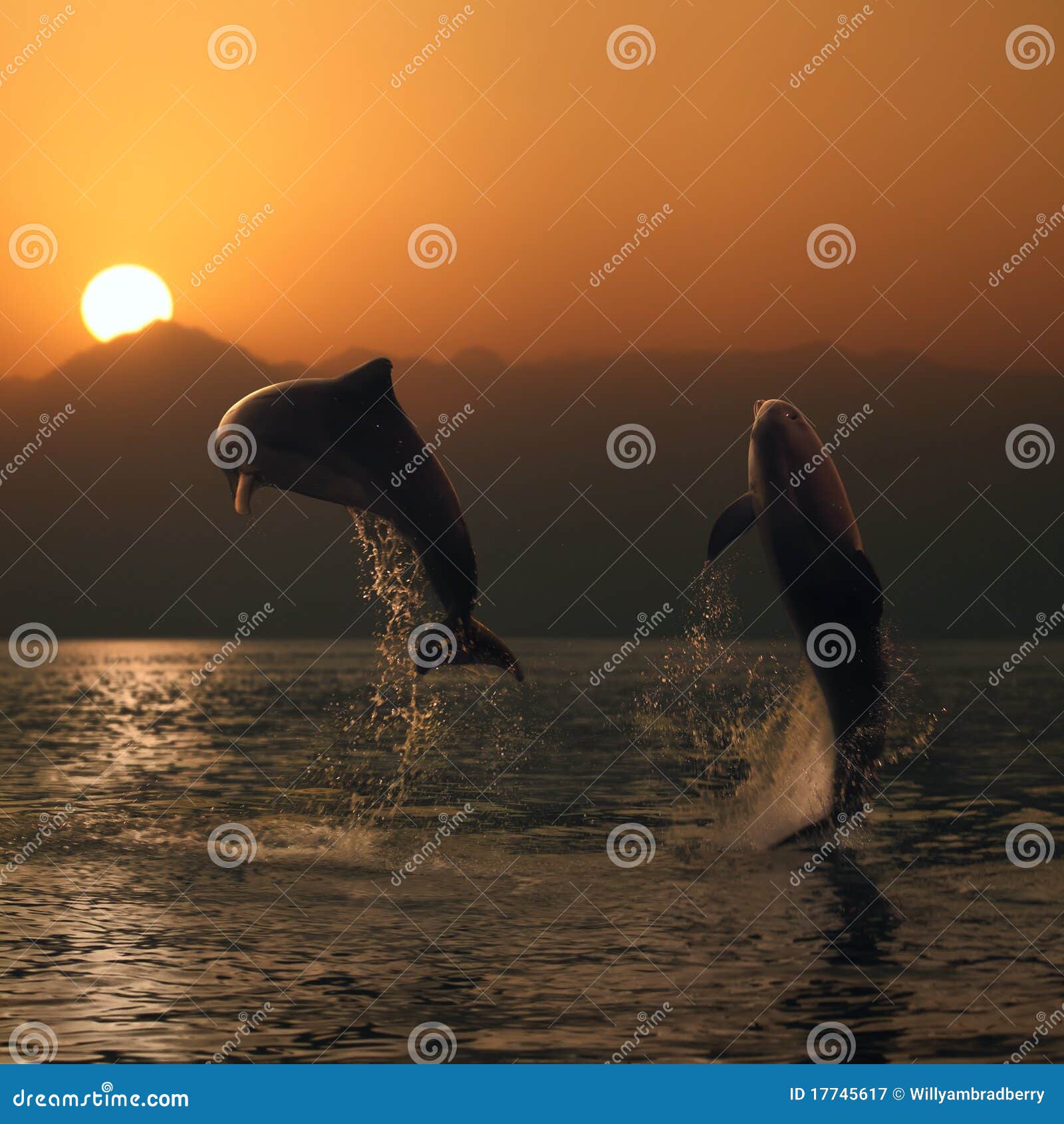 Oceanview Two Beautiful Dolphins Leaping from Sea Stock Image - Image ...