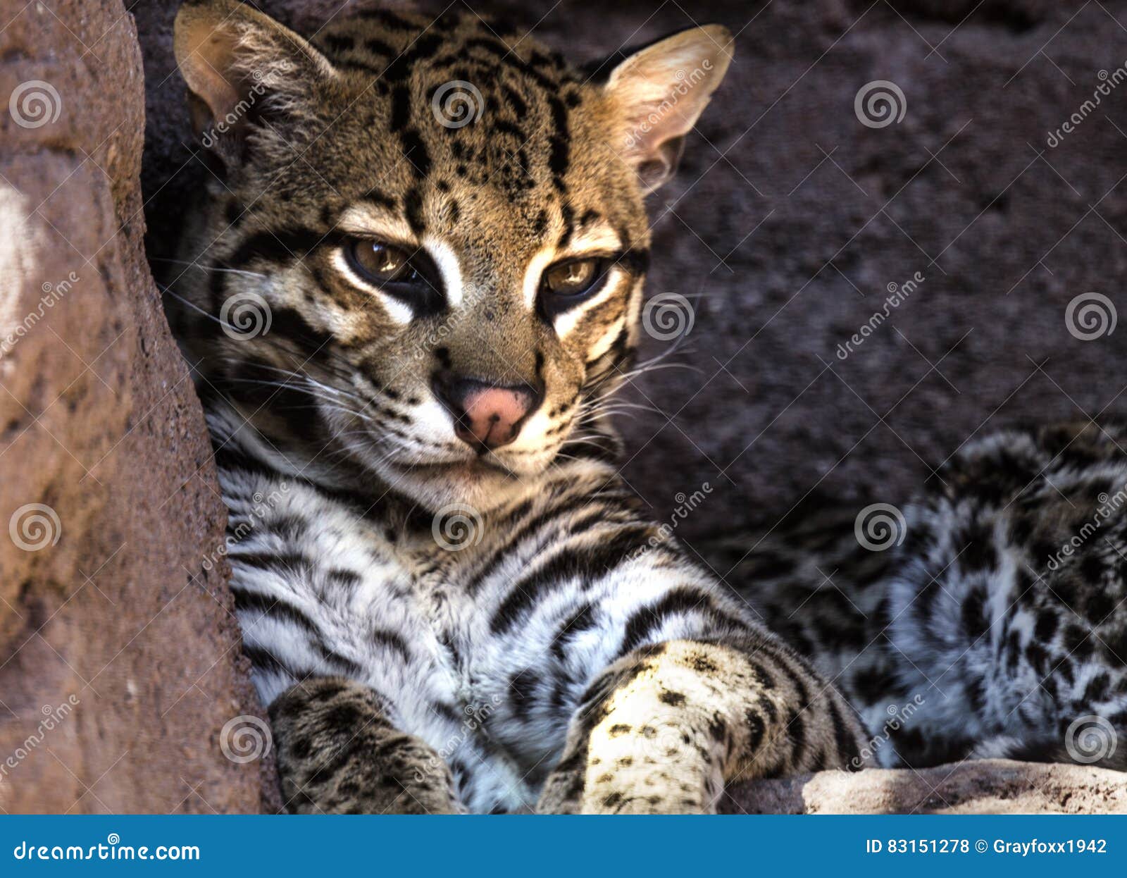 Oceleot stock photo. Image of gray, sonoran, brown, arizona - 83151278