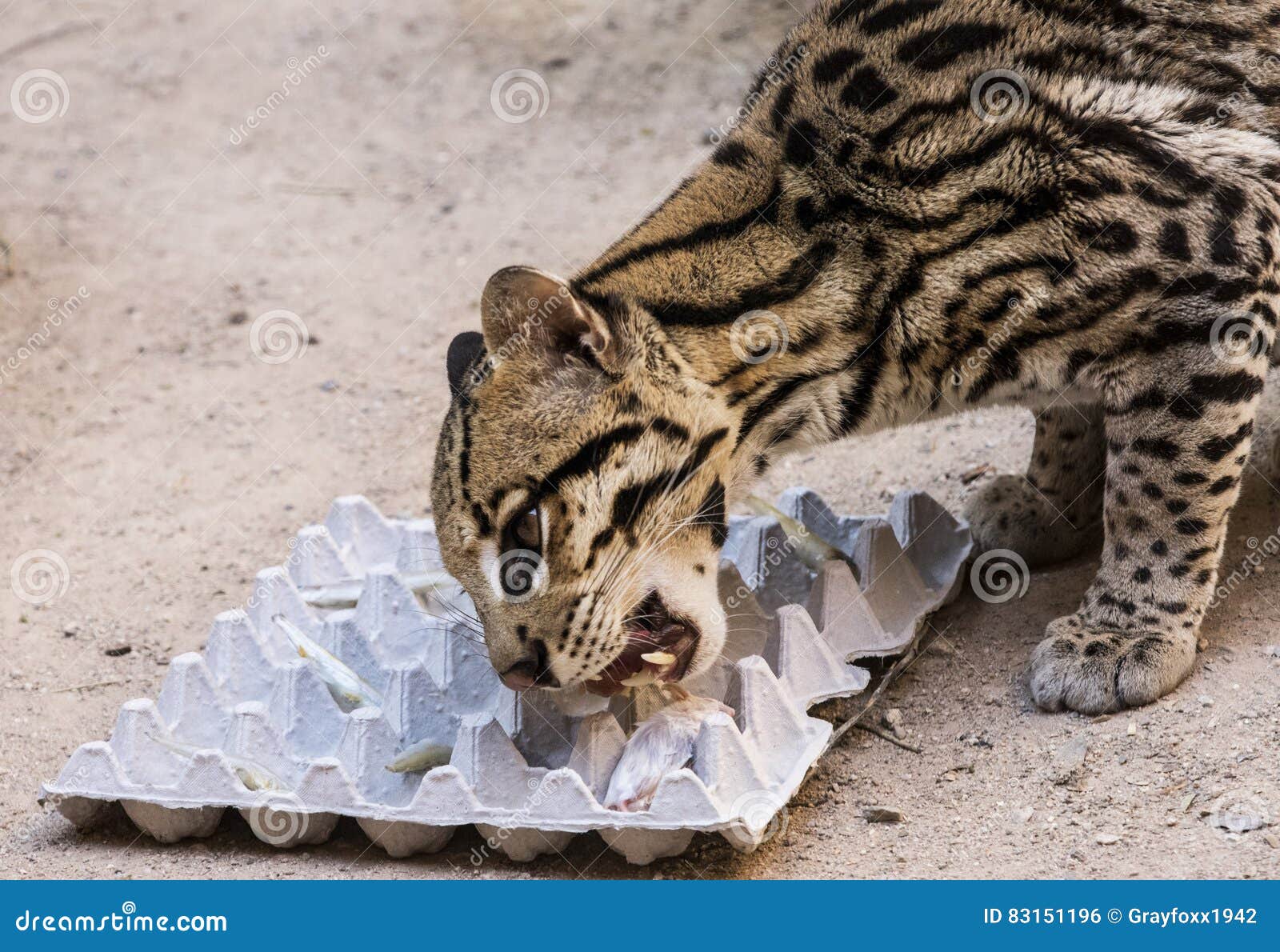 Oceleot stock photo. Image of ears, black, reddish, captivity - 83151196