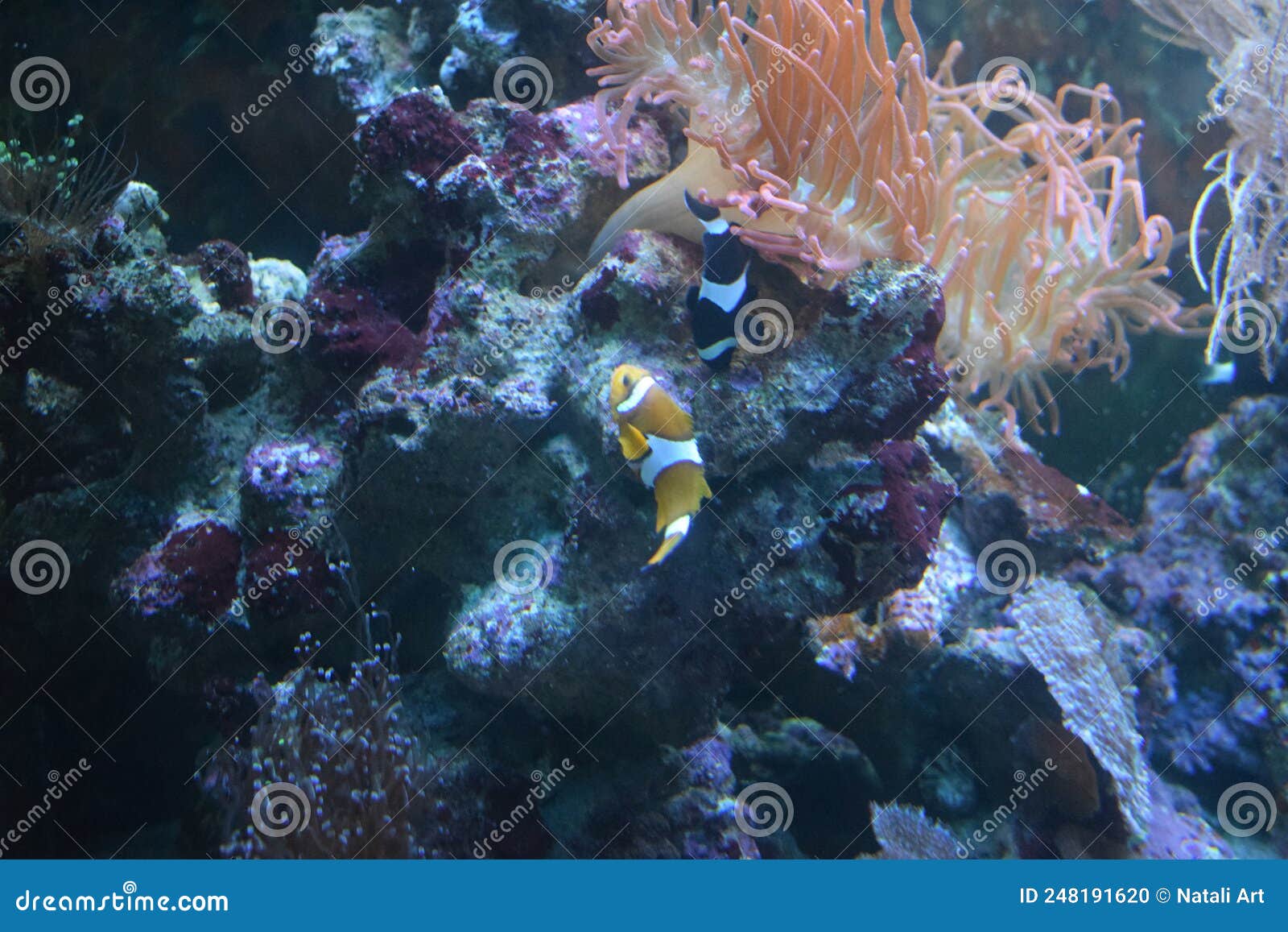 Ocellaris Clownfish, Amphiprion Ocellaris, Also Known As the False ...