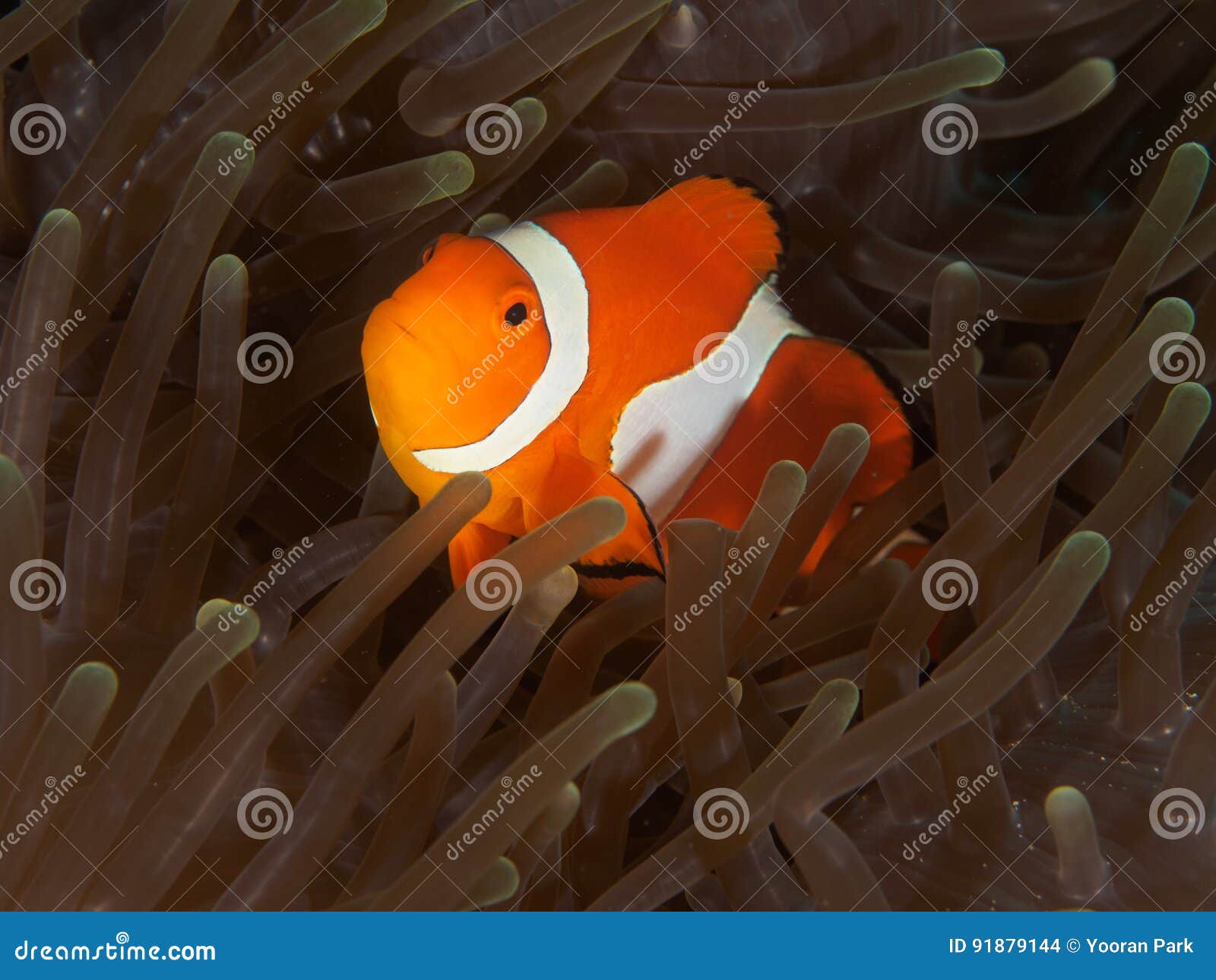 Ocellaris clownfish - Nemo stock photo. Image of ocellaris - 91879144