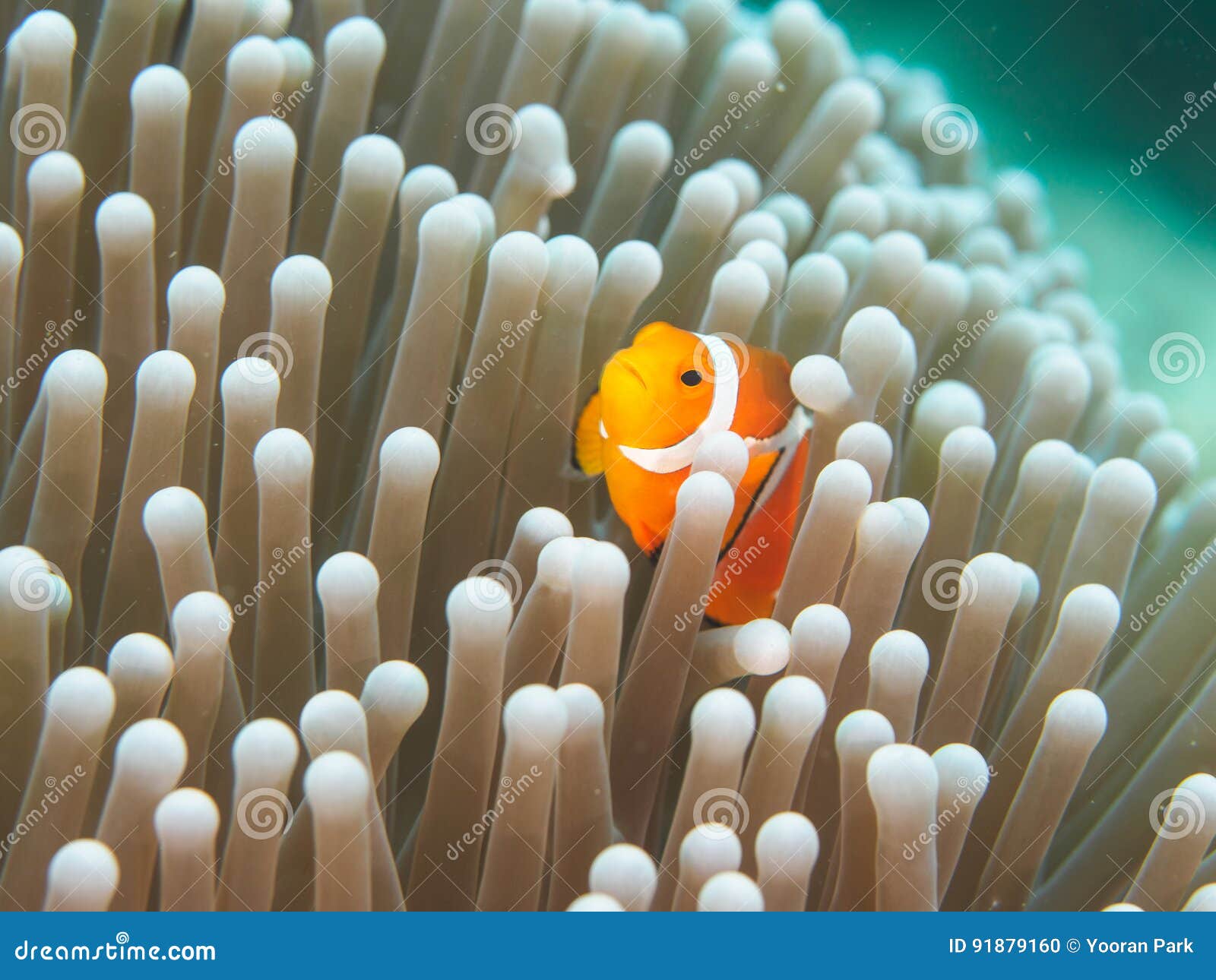 Ocellaris clownfish - Nemo stock photo. Image of underwater - 91879160