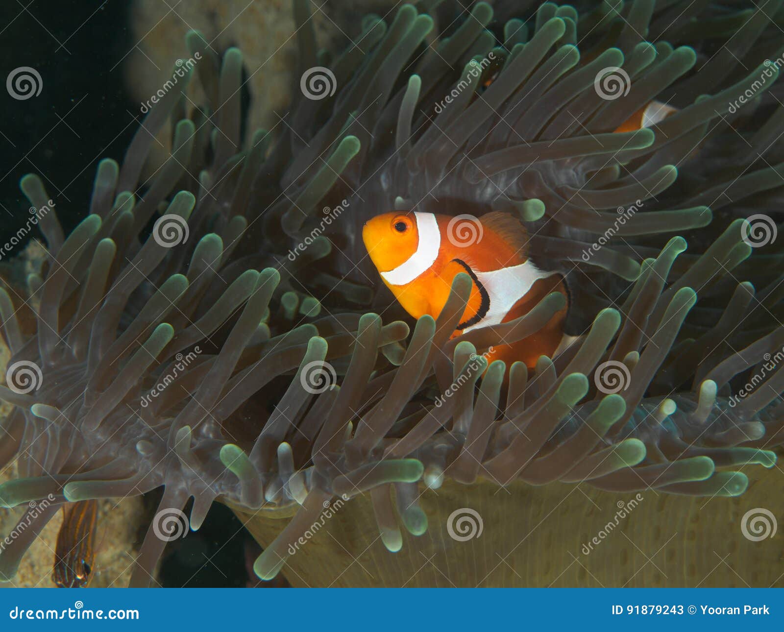 Ocellaris clownfish - Nemo stock image. Image of fish - 91879243