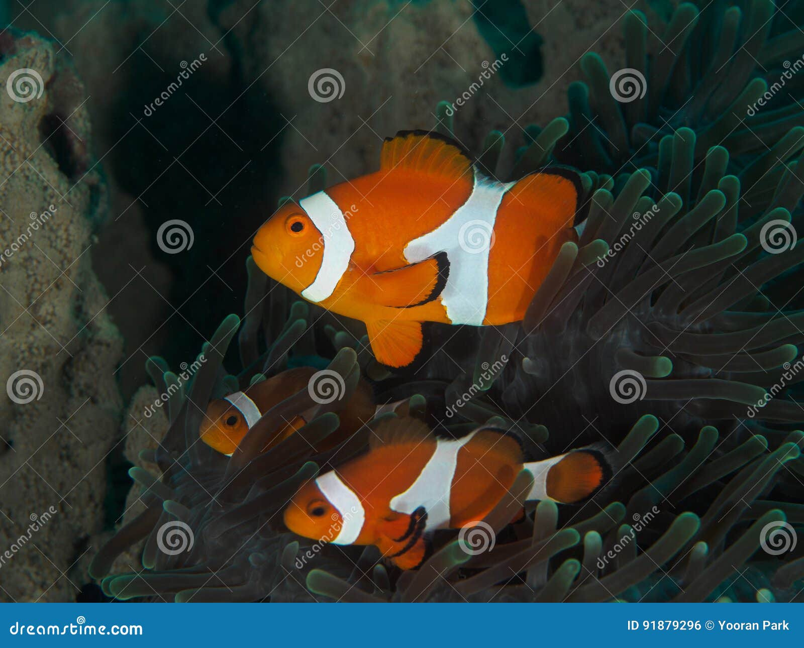 Ocellaris clownfish - Nemo stock photo. Image of pacific - 91879296
