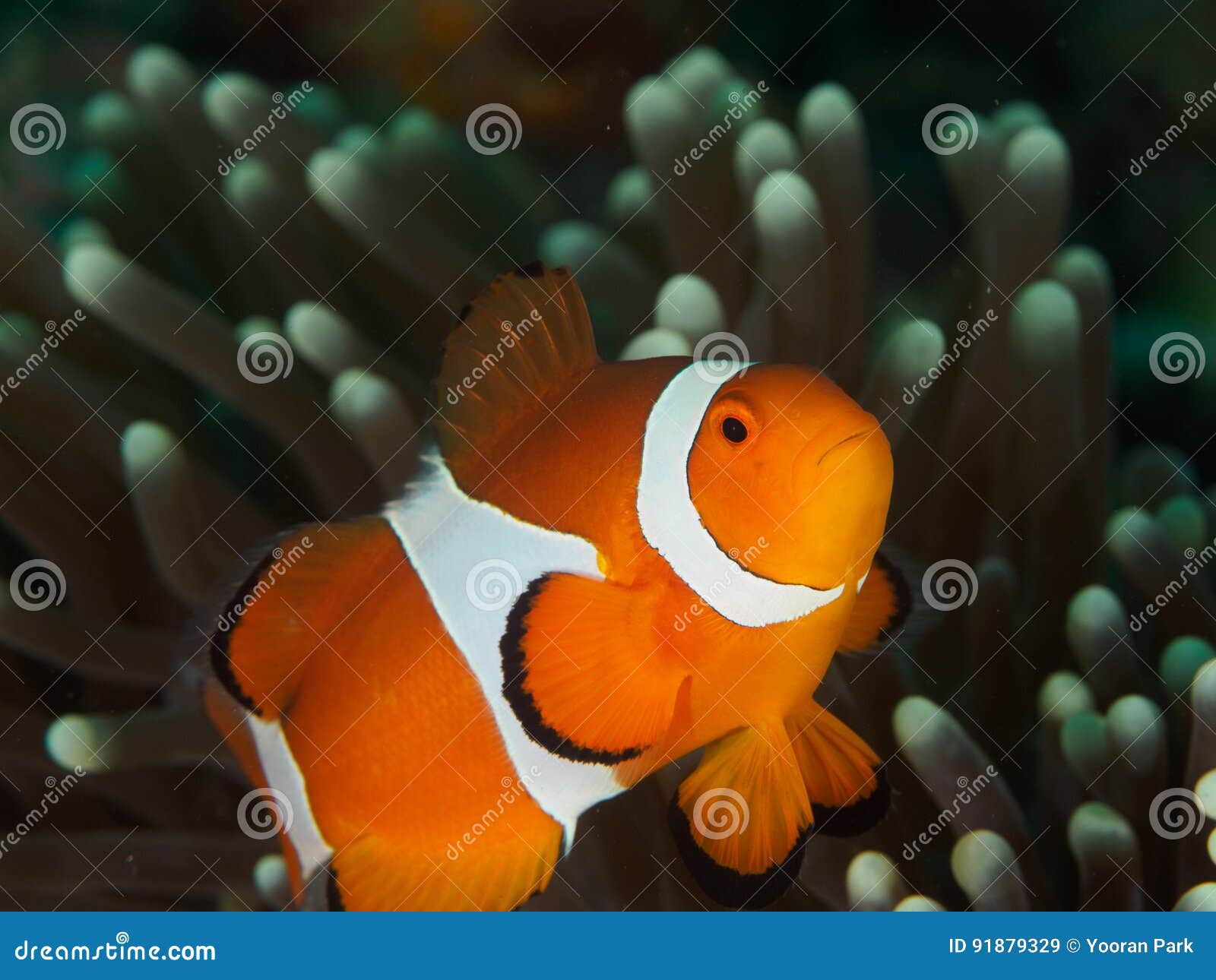 Ocellaris clownfish - Nemo stock image. Image of amphiprion - 91879329