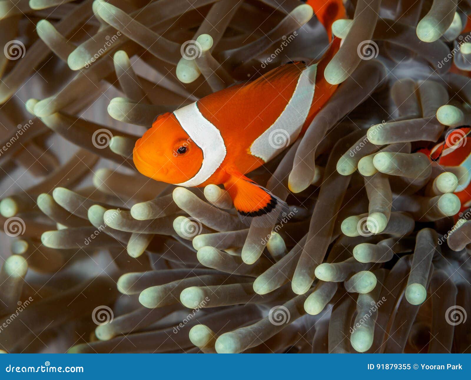 Ocellaris clownfish - Nemo stock image. Image of anilao - 91879355