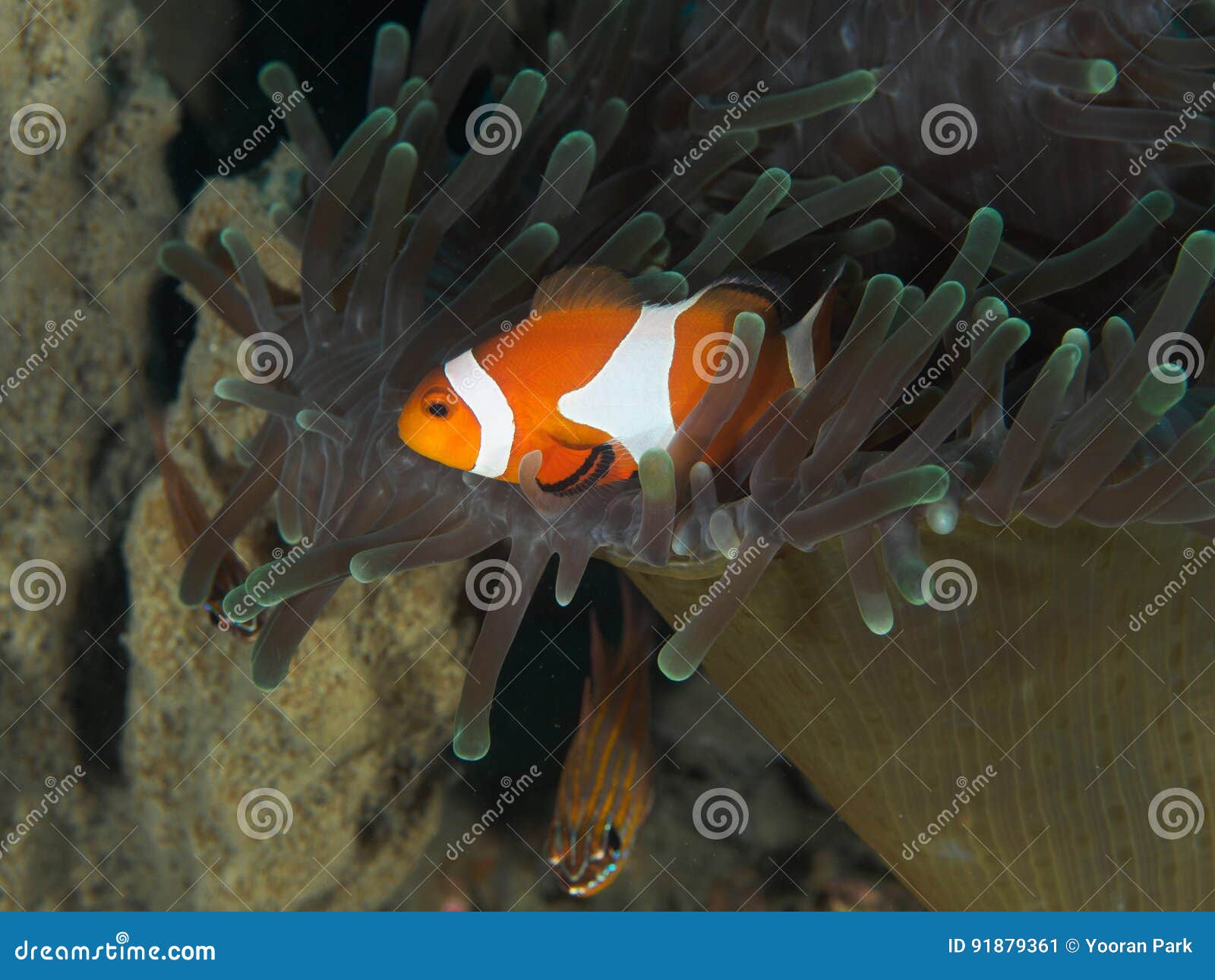 Ocellaris clownfish - Nemo stock image. Image of animal - 91879361
