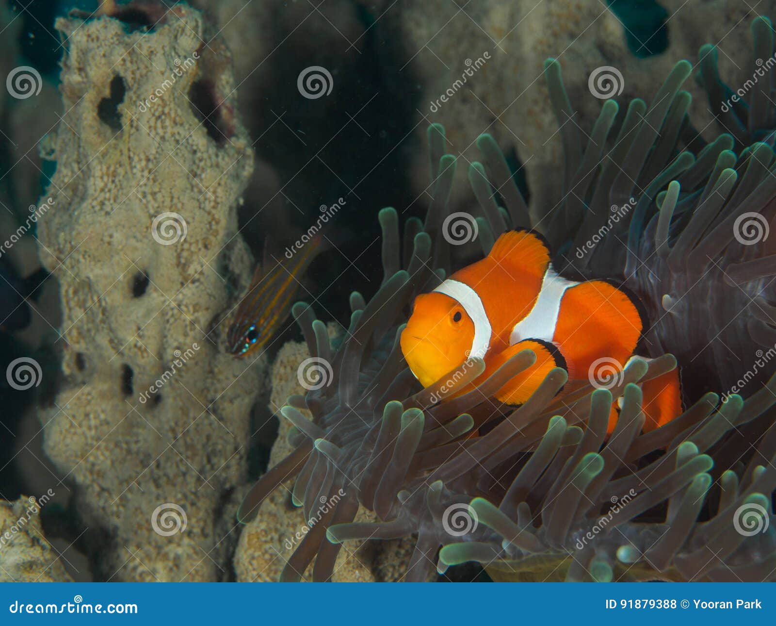 Ocellaris clownfish - Nemo stock photo. Image of swimming - 91879388