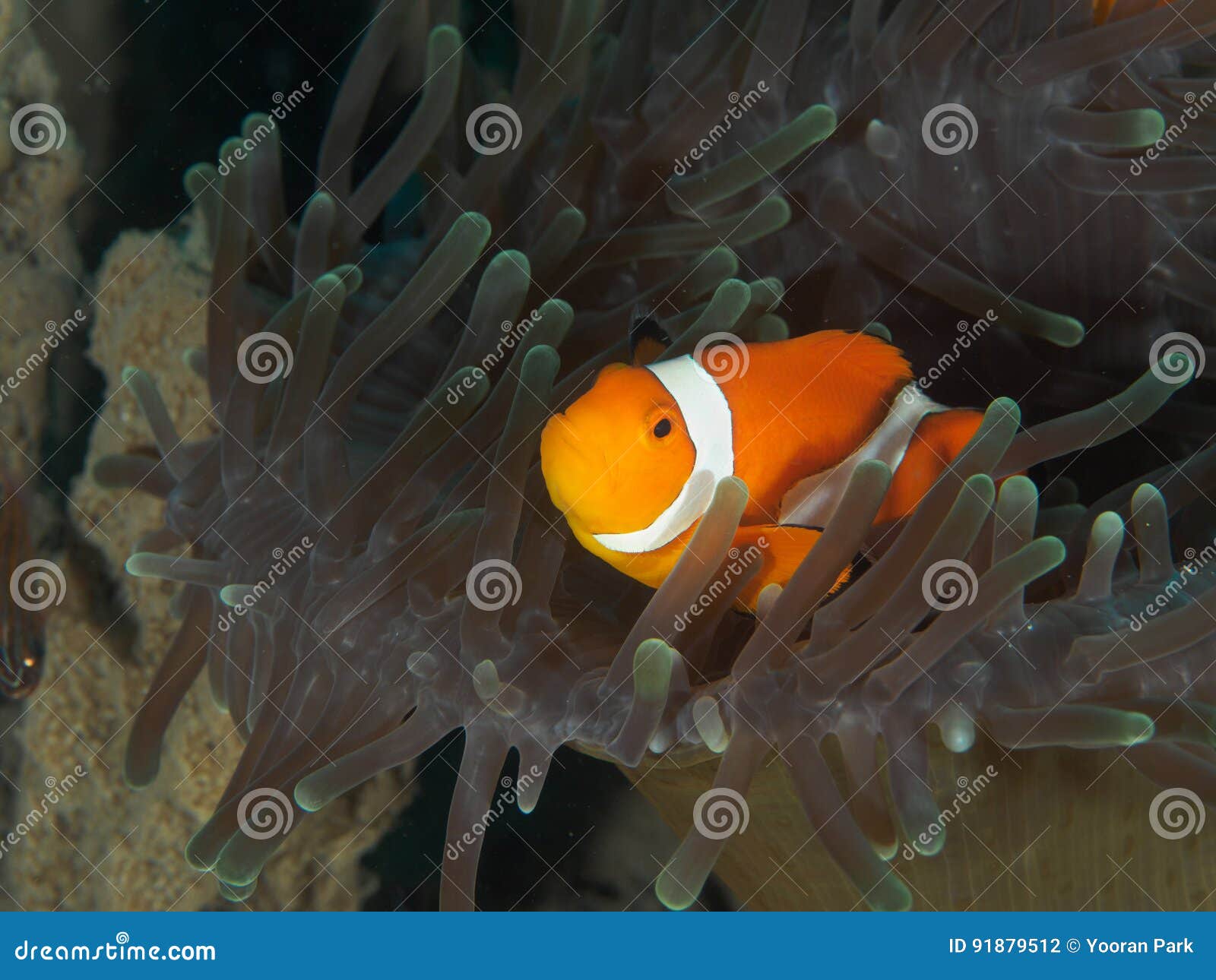 Ocellaris clownfish - Nemo stock photo. Image of travel - 91879512