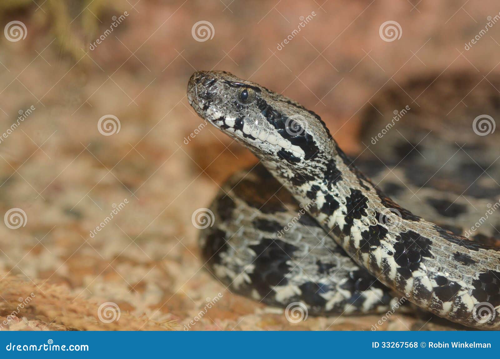 Ocellate mountain viper3 stock photo. Image of stripe - 33267568
