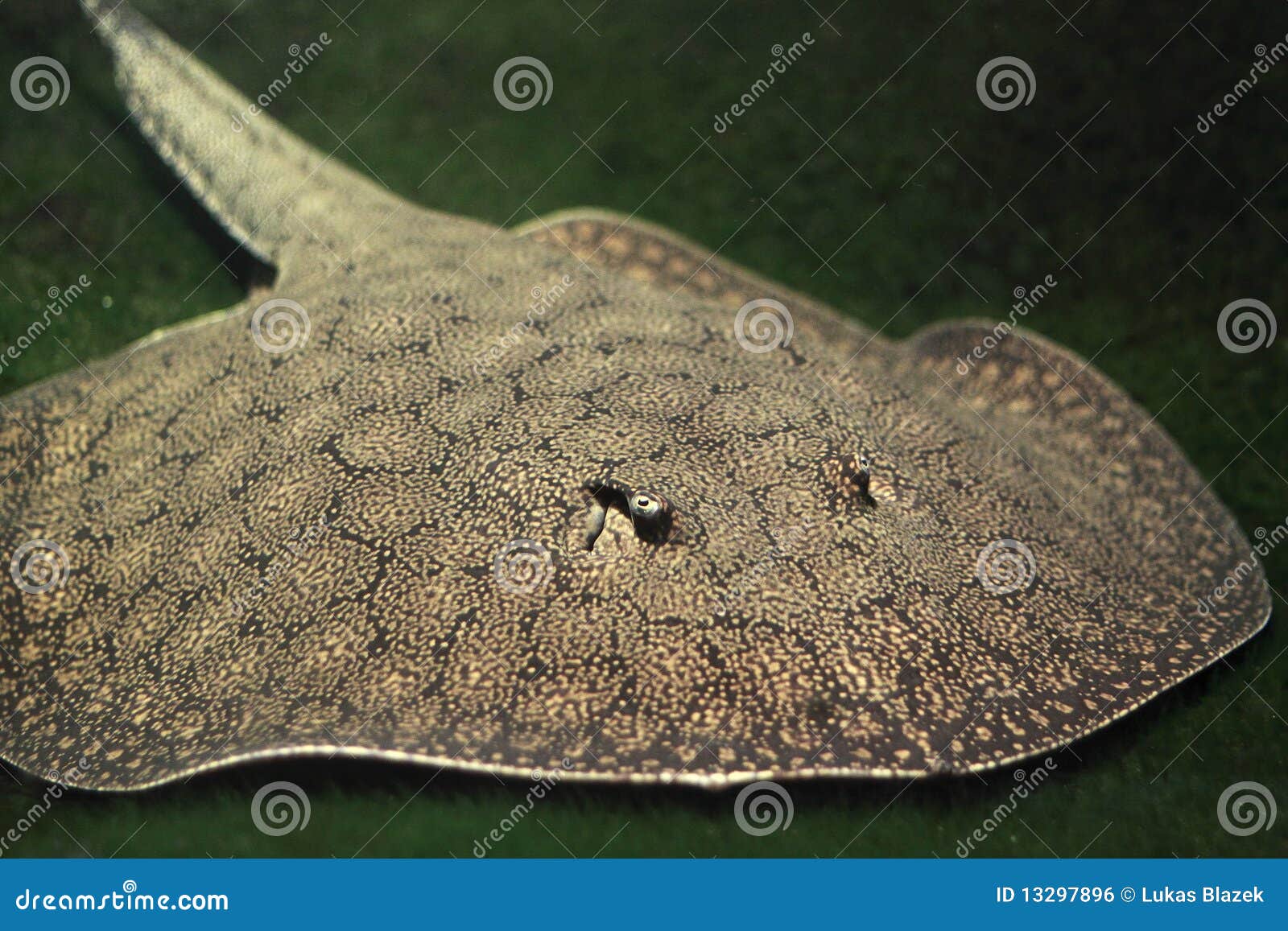 Ocellate river stingray stock photo. Image of peacock - 13297896