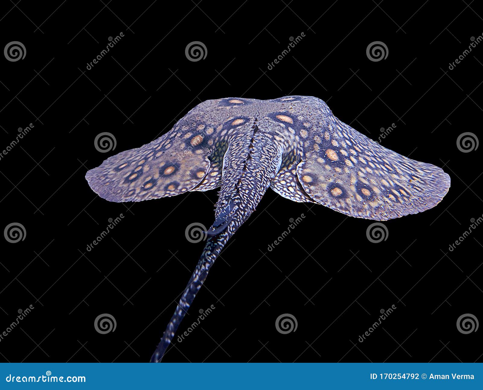 Stingray Tail Stock Photos - Download 450 Royalty Free Photos
