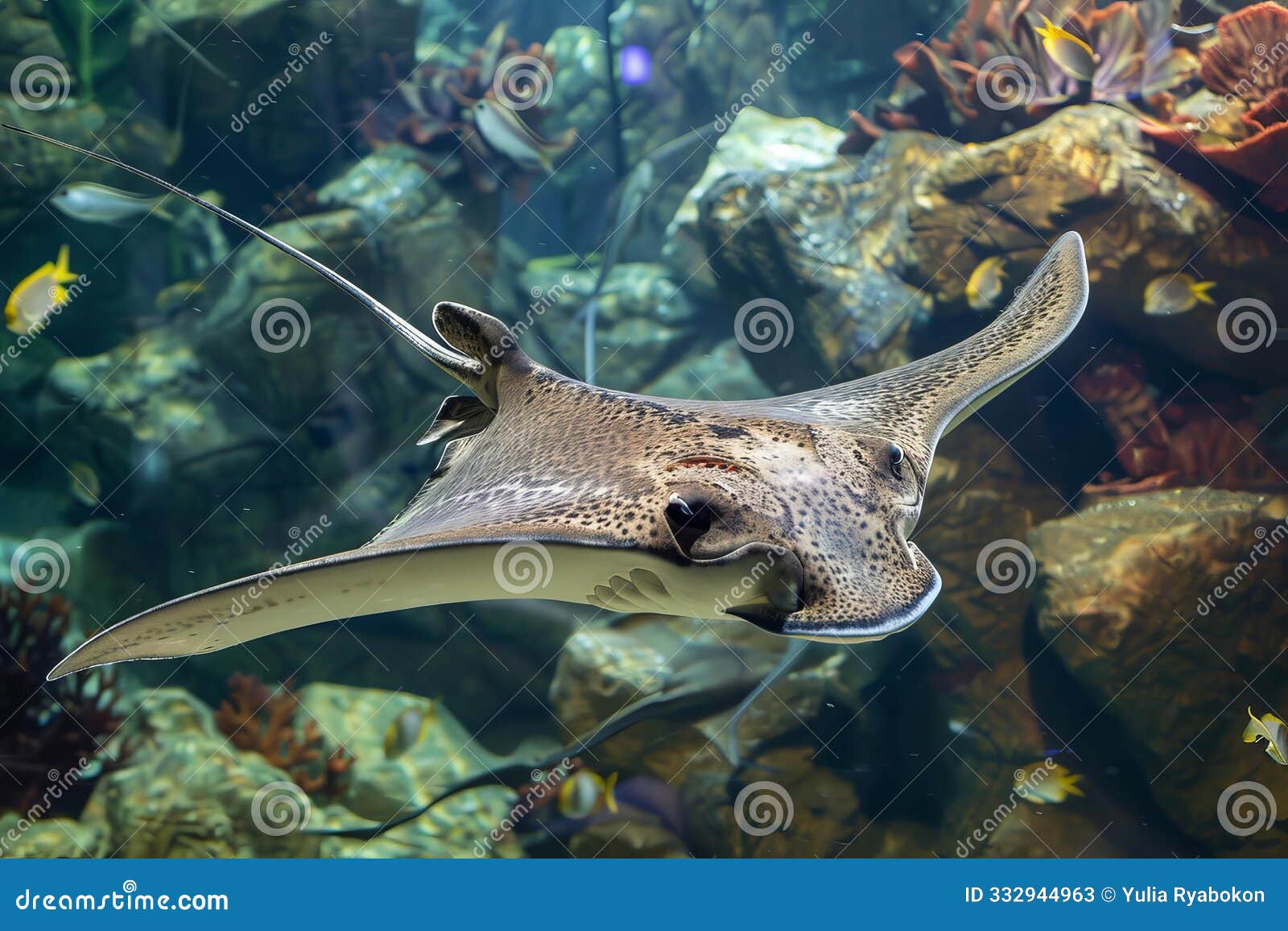 The Ocellated Eagle Ray Aetobatus Ocellatus Is A Species Of ...