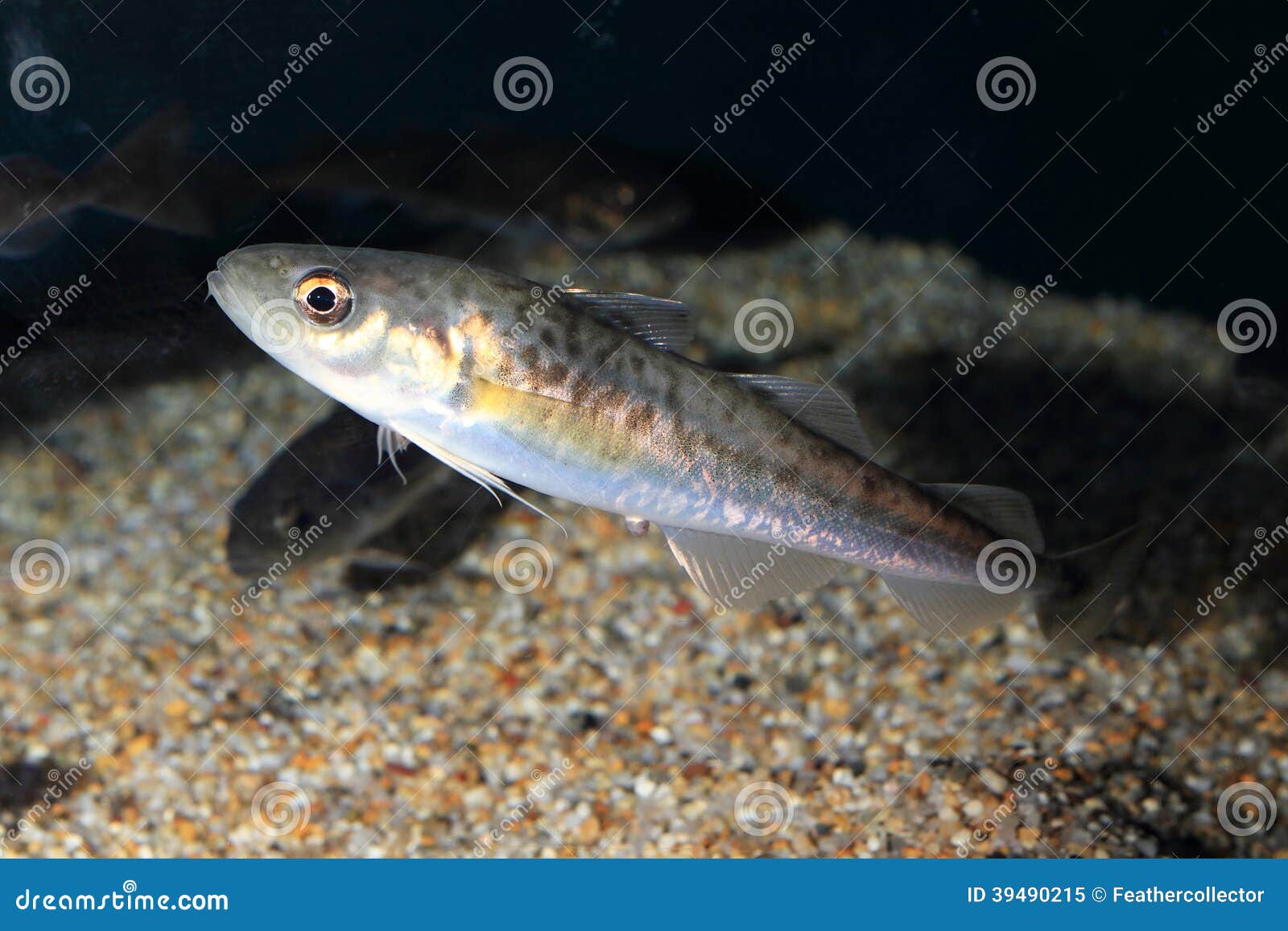 Channichthyidae Fish Stock Photos - Free & Royalty-Free Stock Photos ...