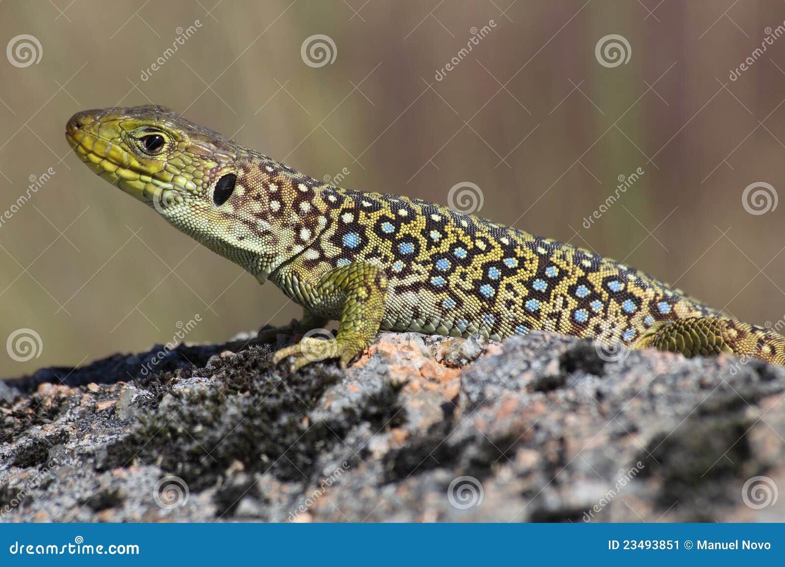 Ocellated Lizard stock image. Image of wild, male, lizard - 23493851
