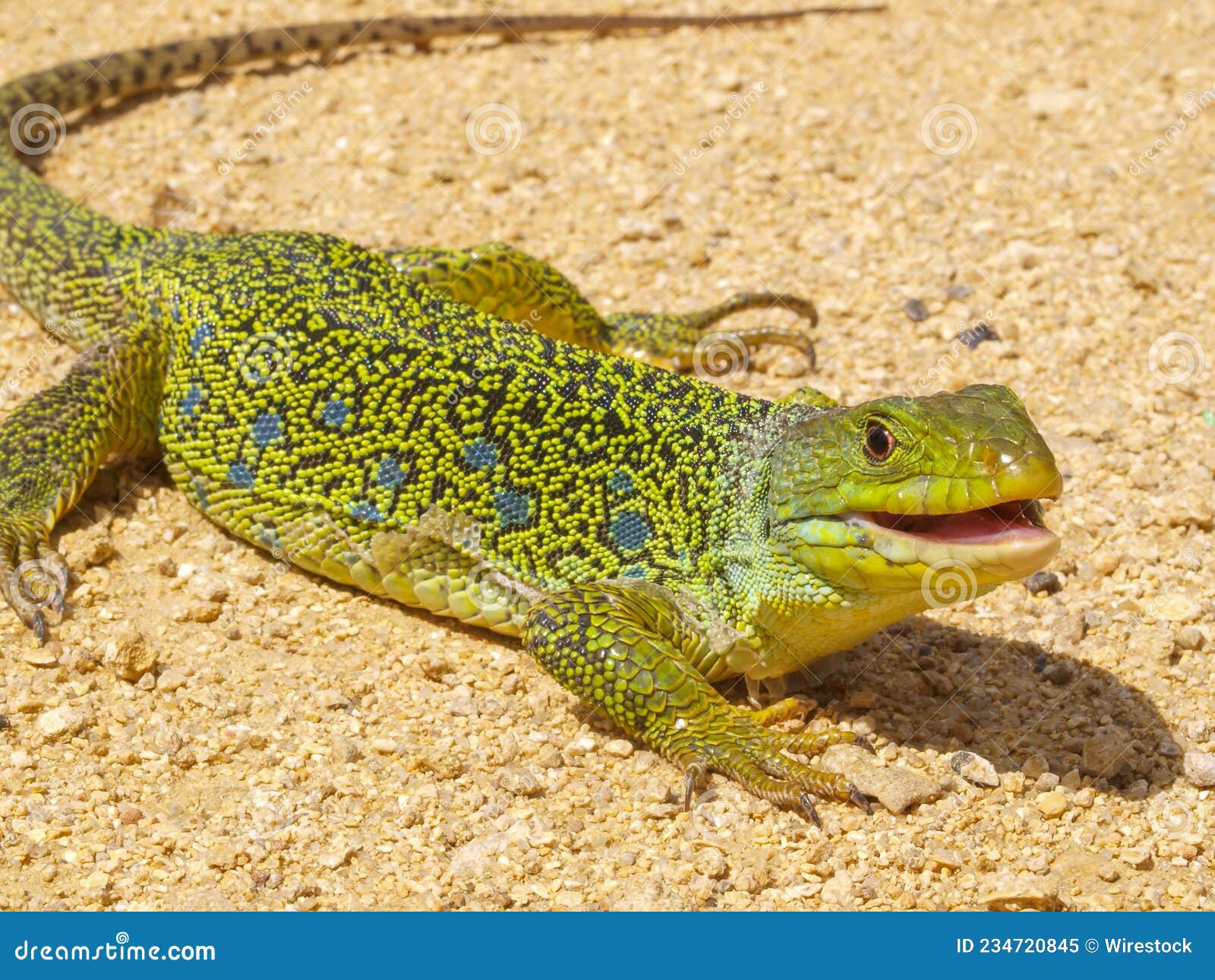 Ocellated Lizard (lacerta Lepida) Crawling on the Sandy Ground, Spain ...
