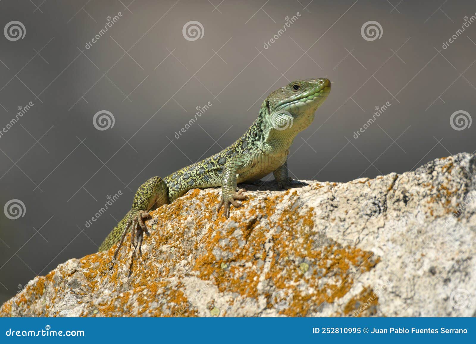 Ocellated Lizard in the Sun Stock Image - Image of kite, europe: 252810995
