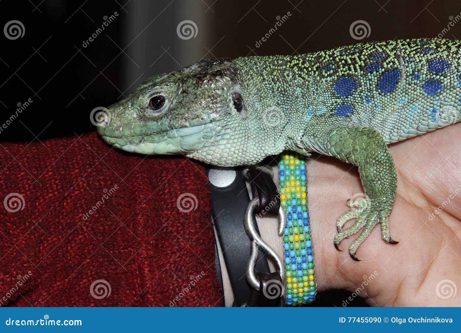 Ocellated Pearl Lizard Timon Lepidus is Sitting on Arm. Stock Photo ...