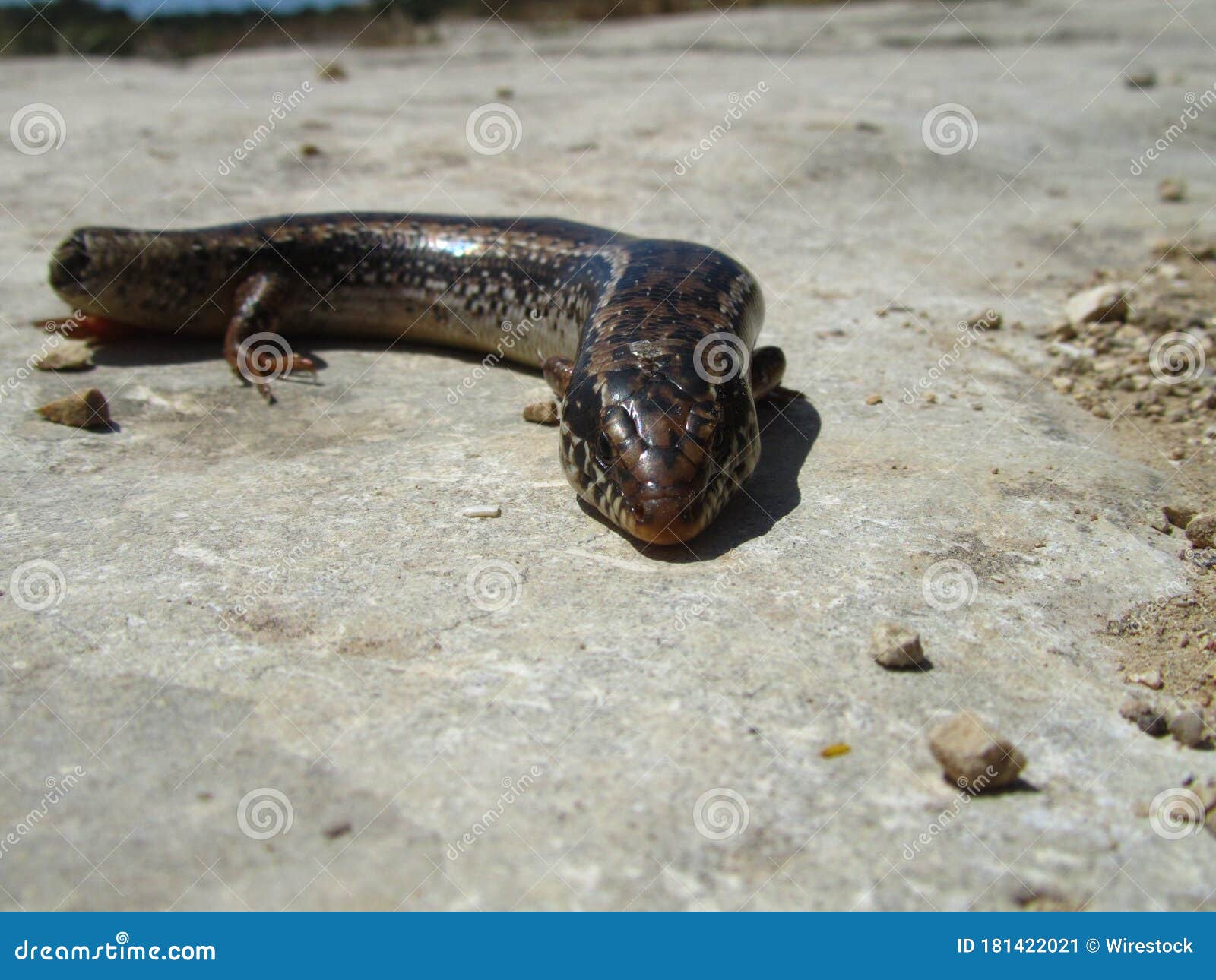 Ocellated Skink with a Missing Tail in Malta Stock Image - Image of ...