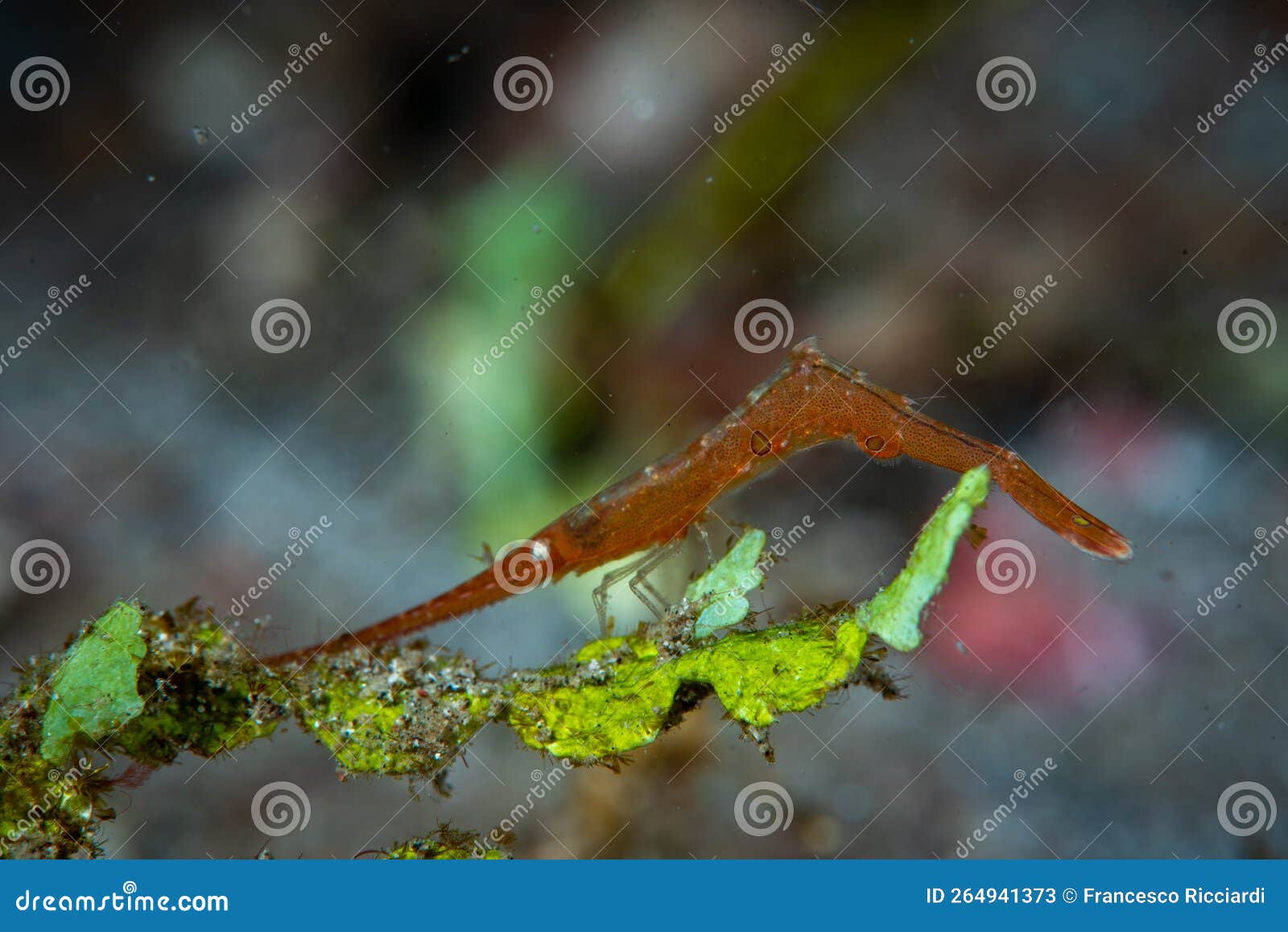 Ocellated Tozeuma Shrimp Tozeuma Lanceolatum Stock Image - Image of ...