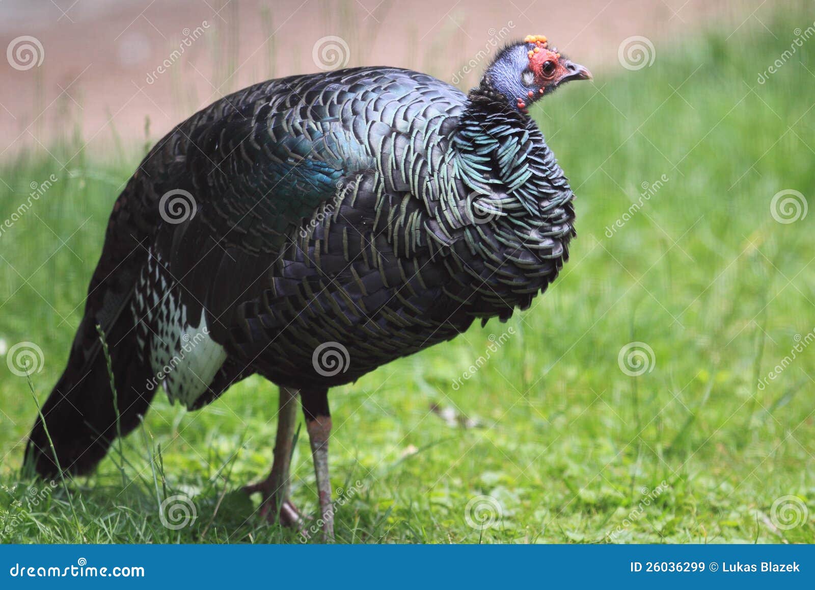 Ocellated turkey stock image. Image of turkey, ocellata - 26036299