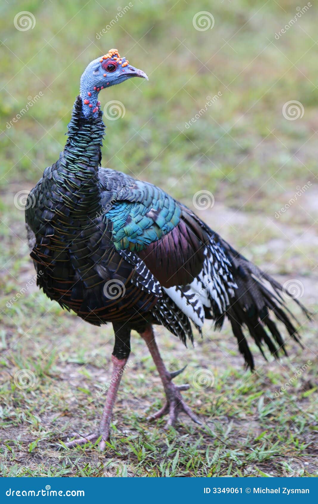 Ocellated Turkey stock image. Image of turkey, tikal, wings - 3349061
