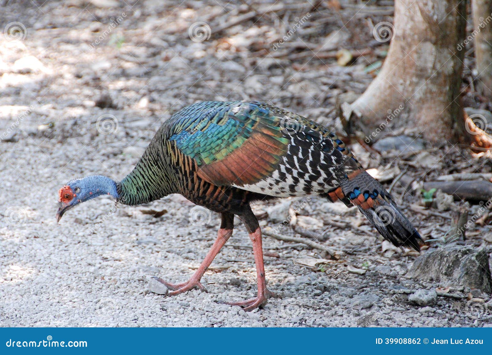 Ocellated Turkey stock photo. Image of green, male, ocellata - 39908862