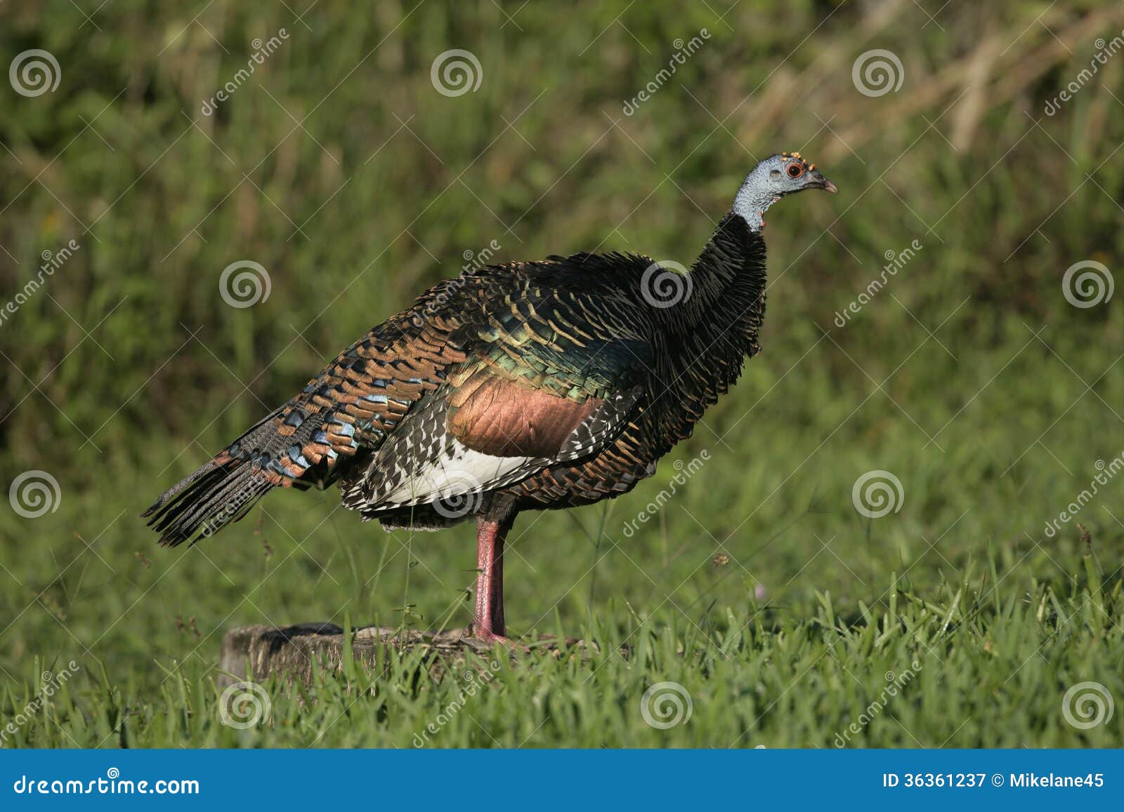 Ocellated Turkey, Meleagris Ocellata Stock Image - Image of ocellated ...