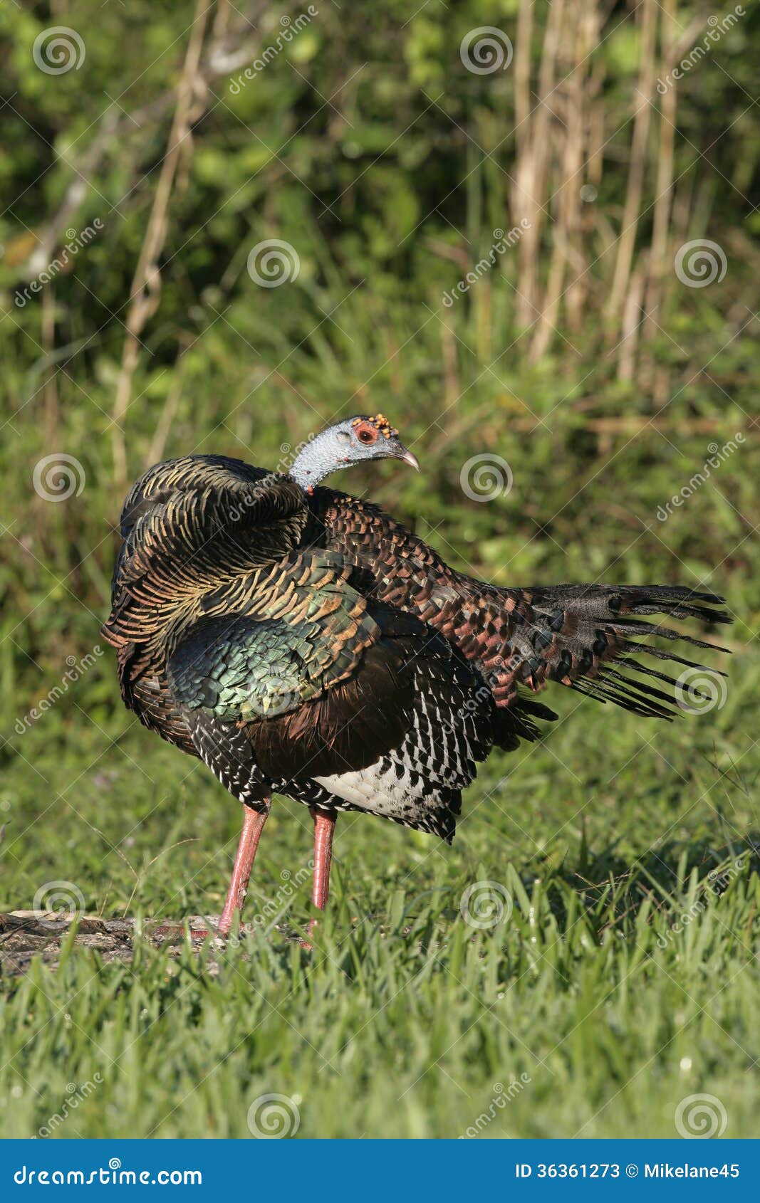 Ocellated Turkey, Meleagris Ocellata Stock Image - Image of turkey ...