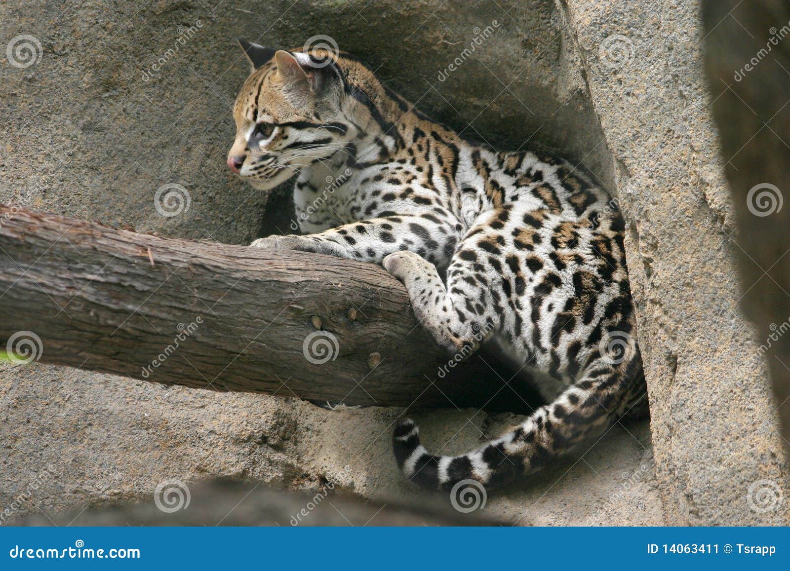 Ocelot stock image. Image of endangered, ocelot, felidae - 14063411