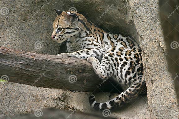 Ocelot stock image. Image of endangered, ocelot, felidae - 14063411