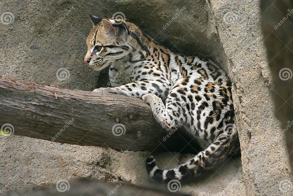Ocelot stock image. Image of endangered, ocelot, felidae - 14063411