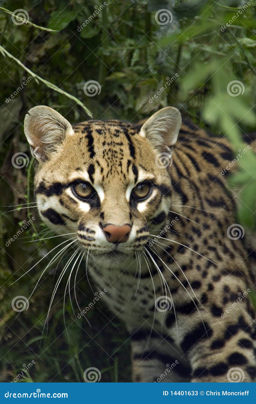 Ocelot stock image. Image of nature, spotted, ocelot - 14401633