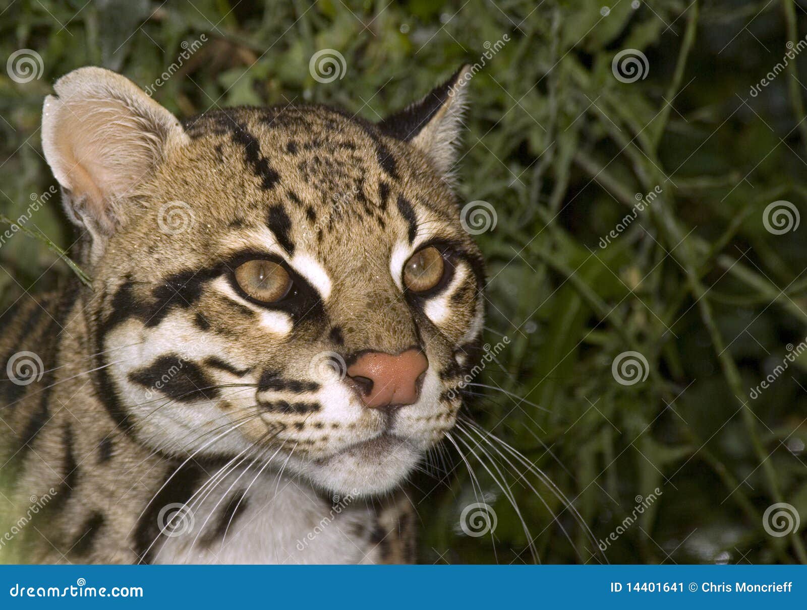 Ocelot stock image. Image of jaguarete, jungles, mammal - 14401641