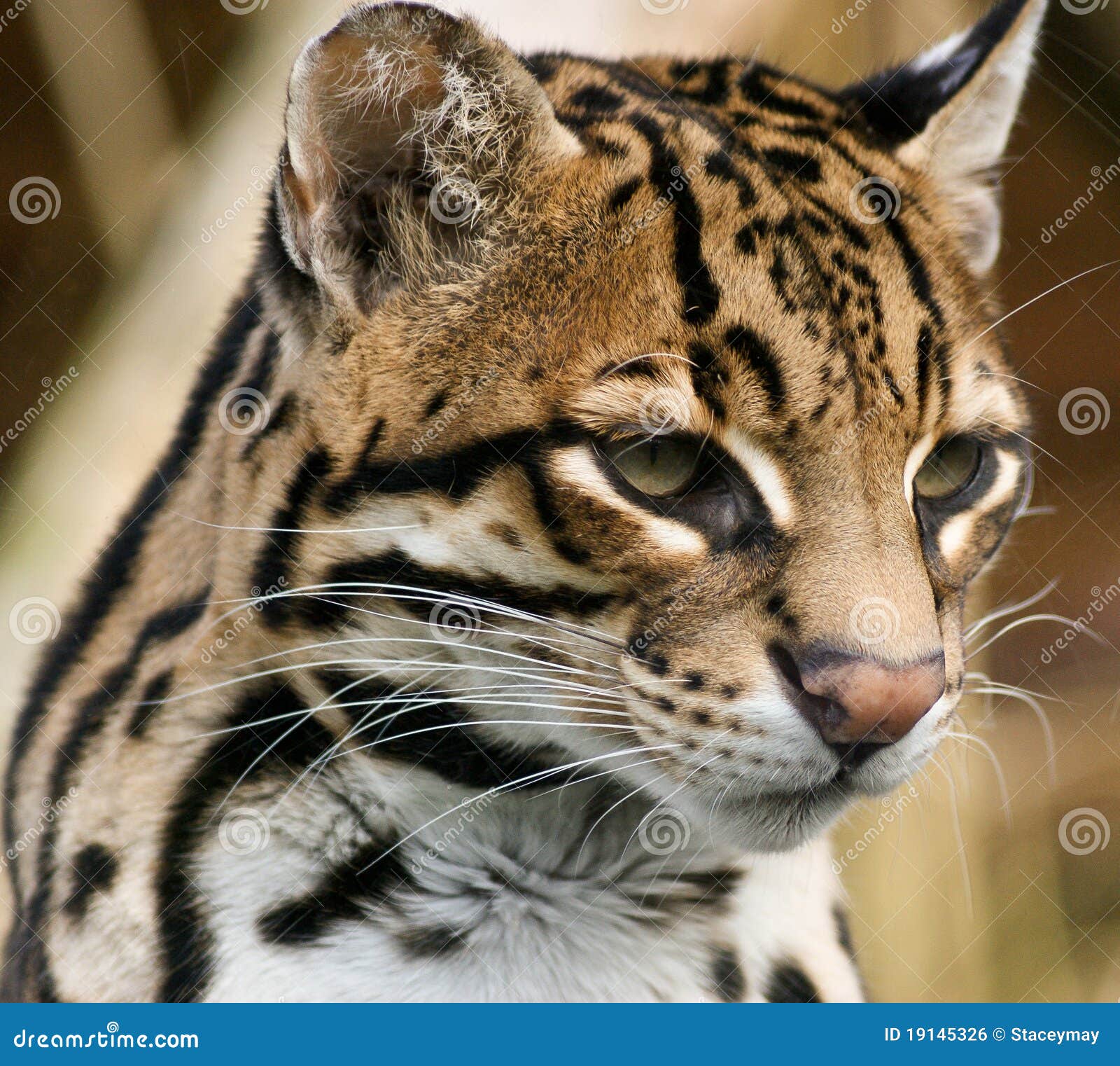 Ocelot stock foto. Image of honds, katachtig, sterkte - 19145326
