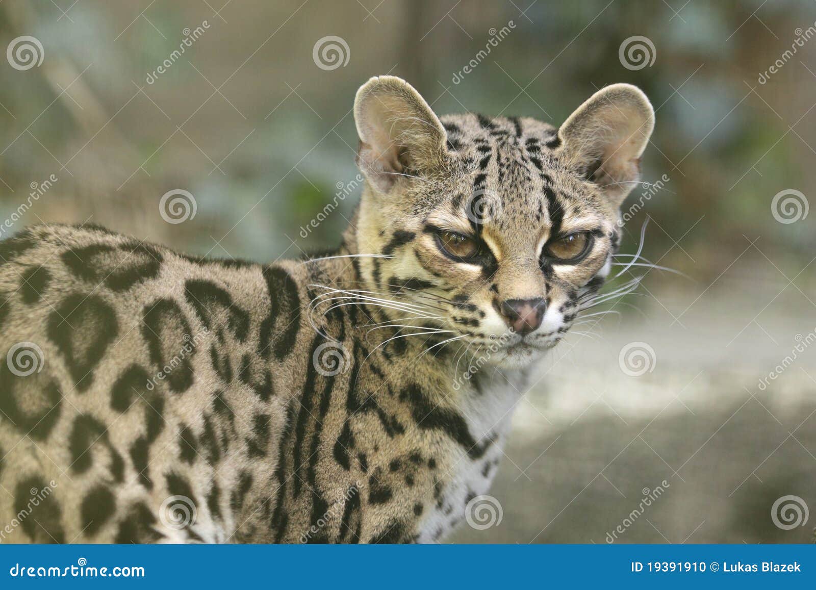 Ocelot stock photo. Image of ocelot, wary, widllife, leopardus - 19391910