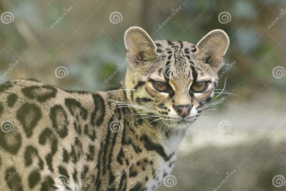 Ocelot stock photo. Image of ocelot, wary, widllife, leopardus - 19391910