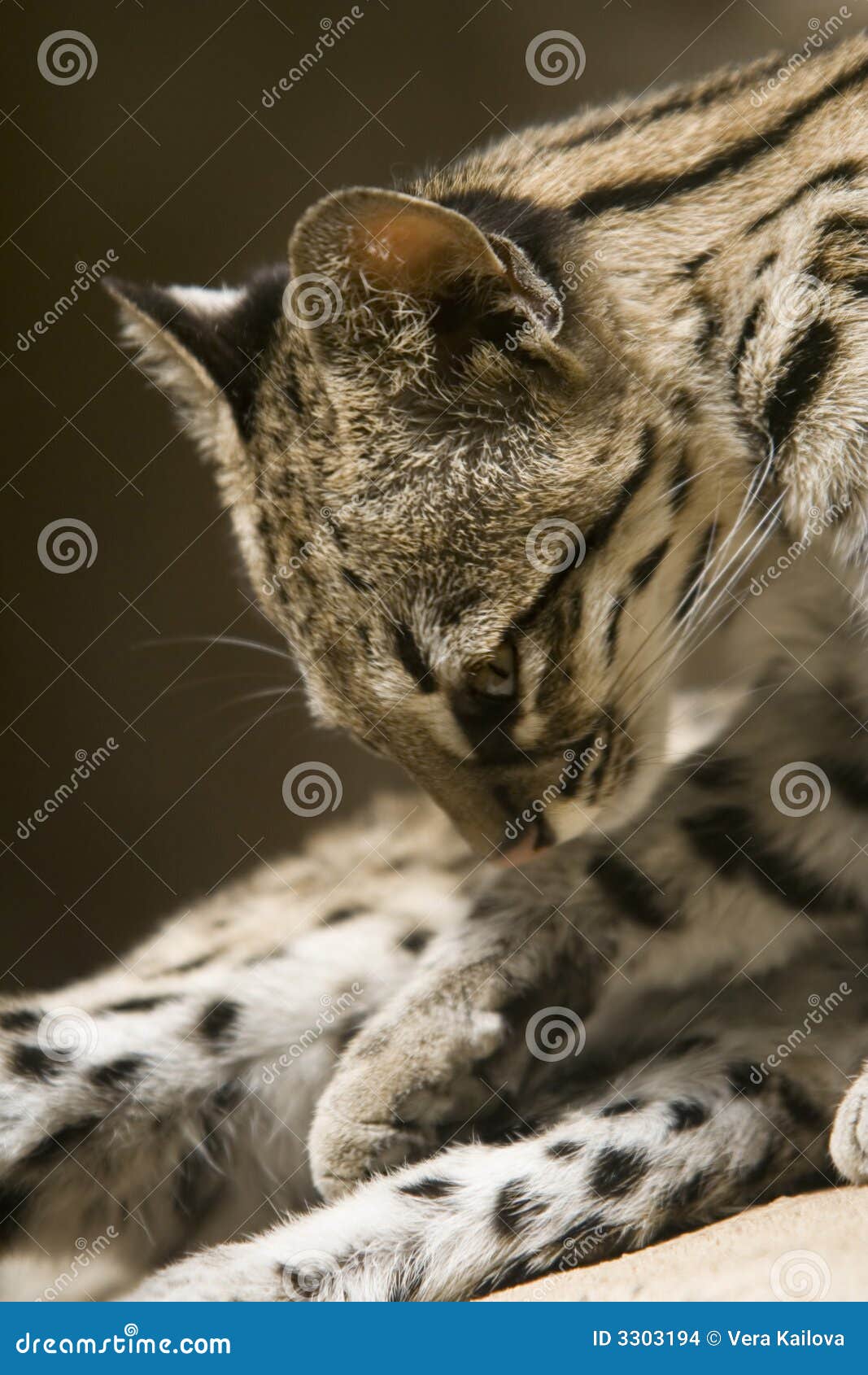 The ocelot stock photo. Image of animal, ocelot, brown - 3303194