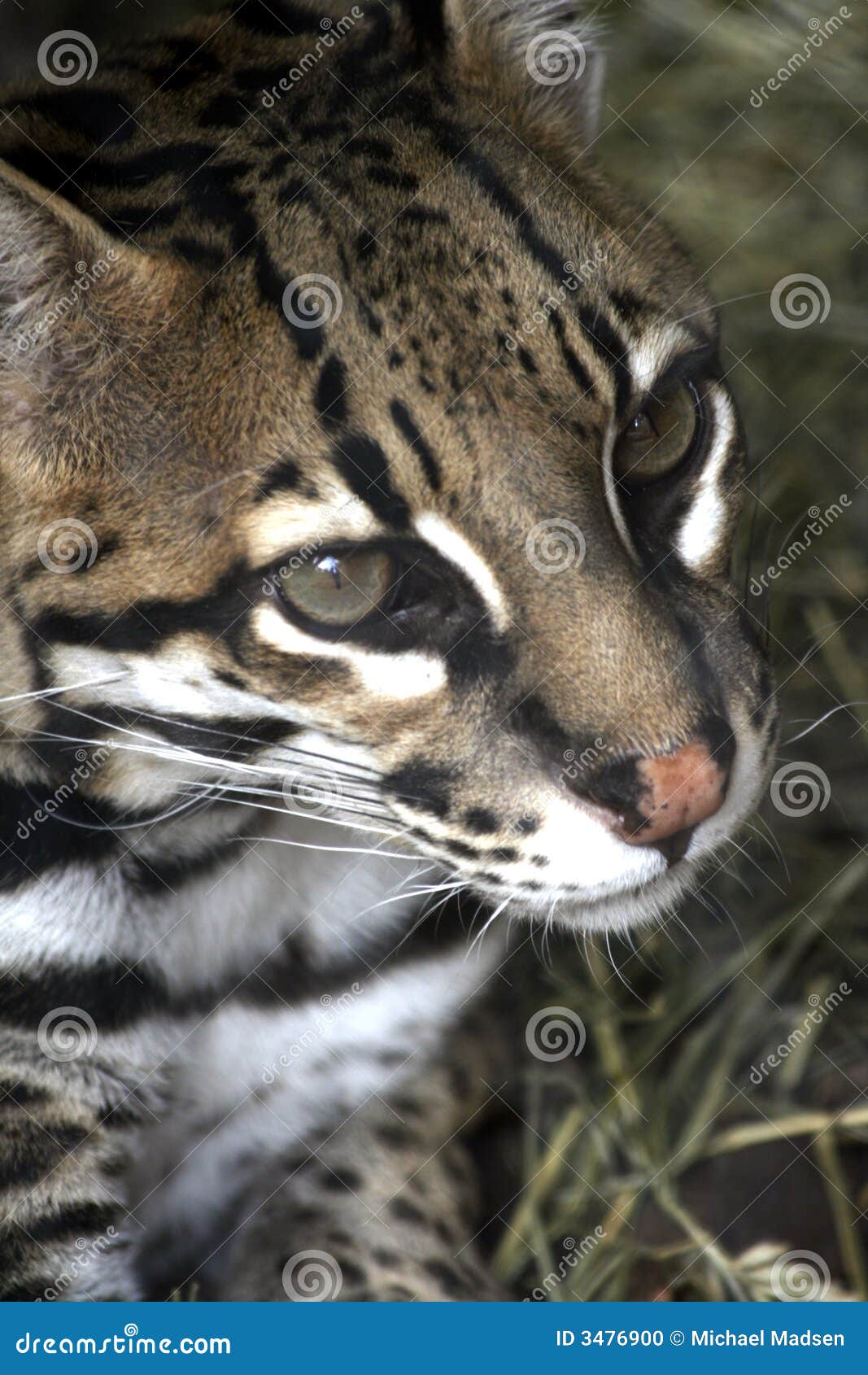 Ocelot stock photo. Image of looking, nature, mammal, head - 3476900