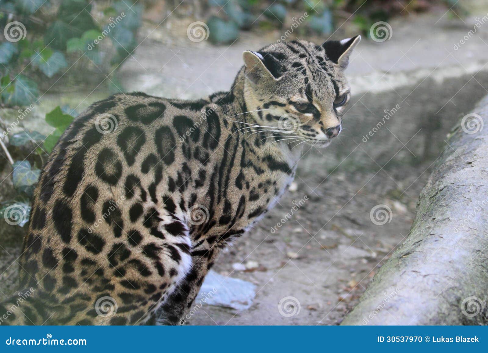 Full Grown Ocelot