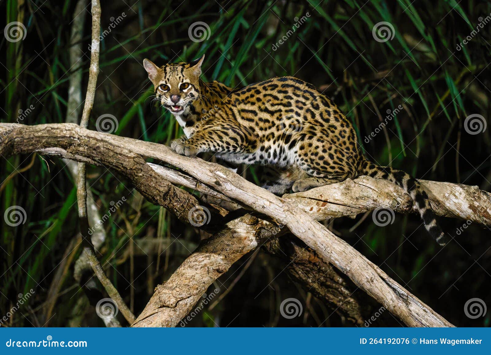 Ocelot Balanced on Crossed Branches of a Tree Stock Photo - Image of ...