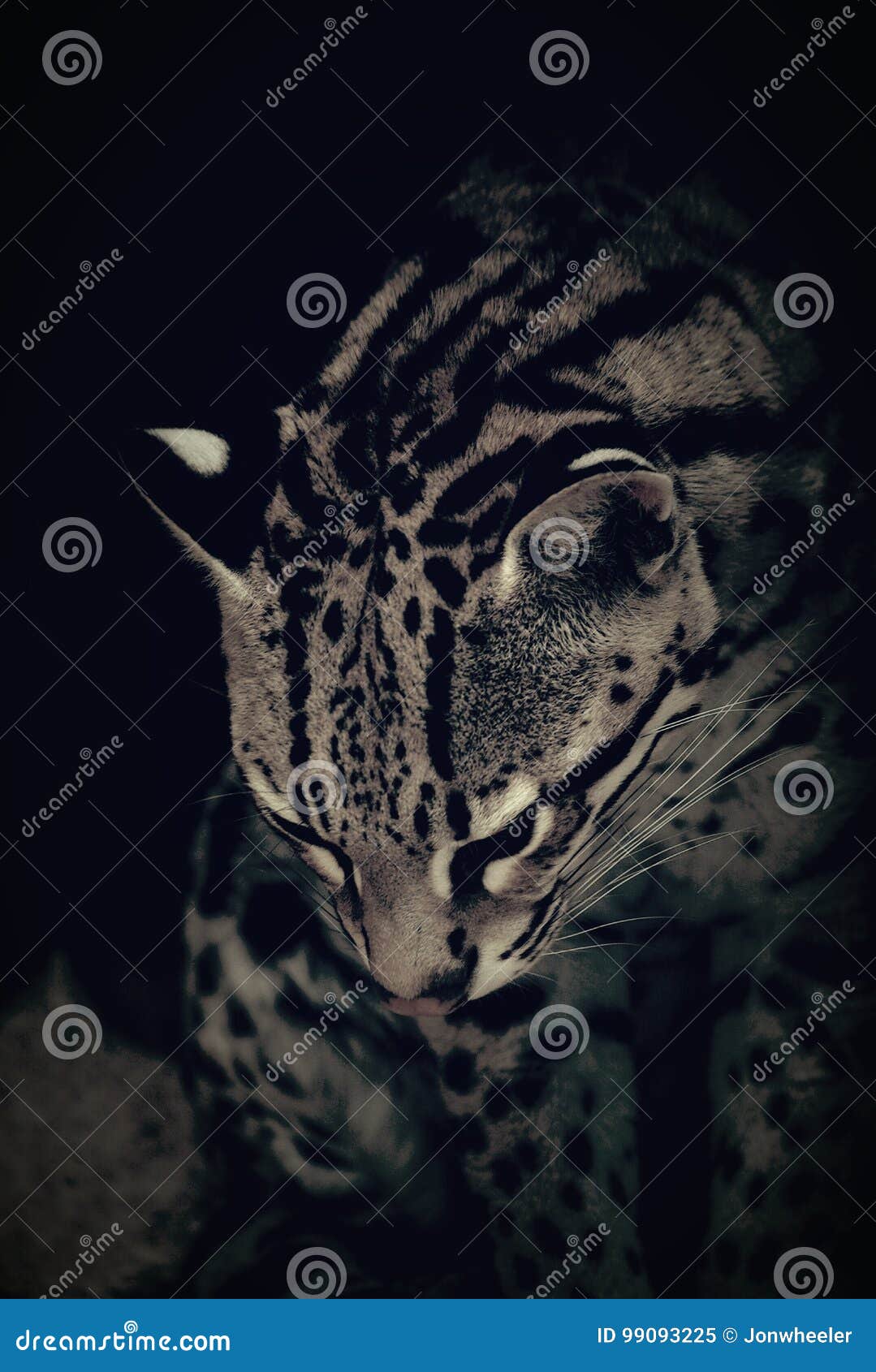 Ocelot stock image. Image of wildlife, ocelot, black - 99093225