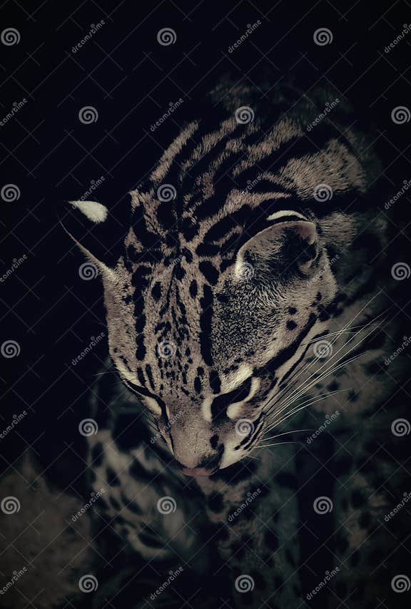 Ocelot stock image. Image of wildlife, ocelot, black - 99093225