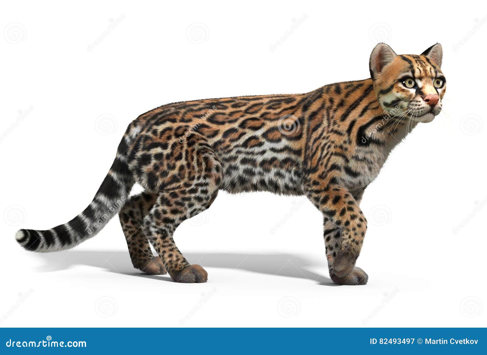 Ocelot Stock Illustrations – 1,326 Ocelot Stock Illustrations, Vectors ...