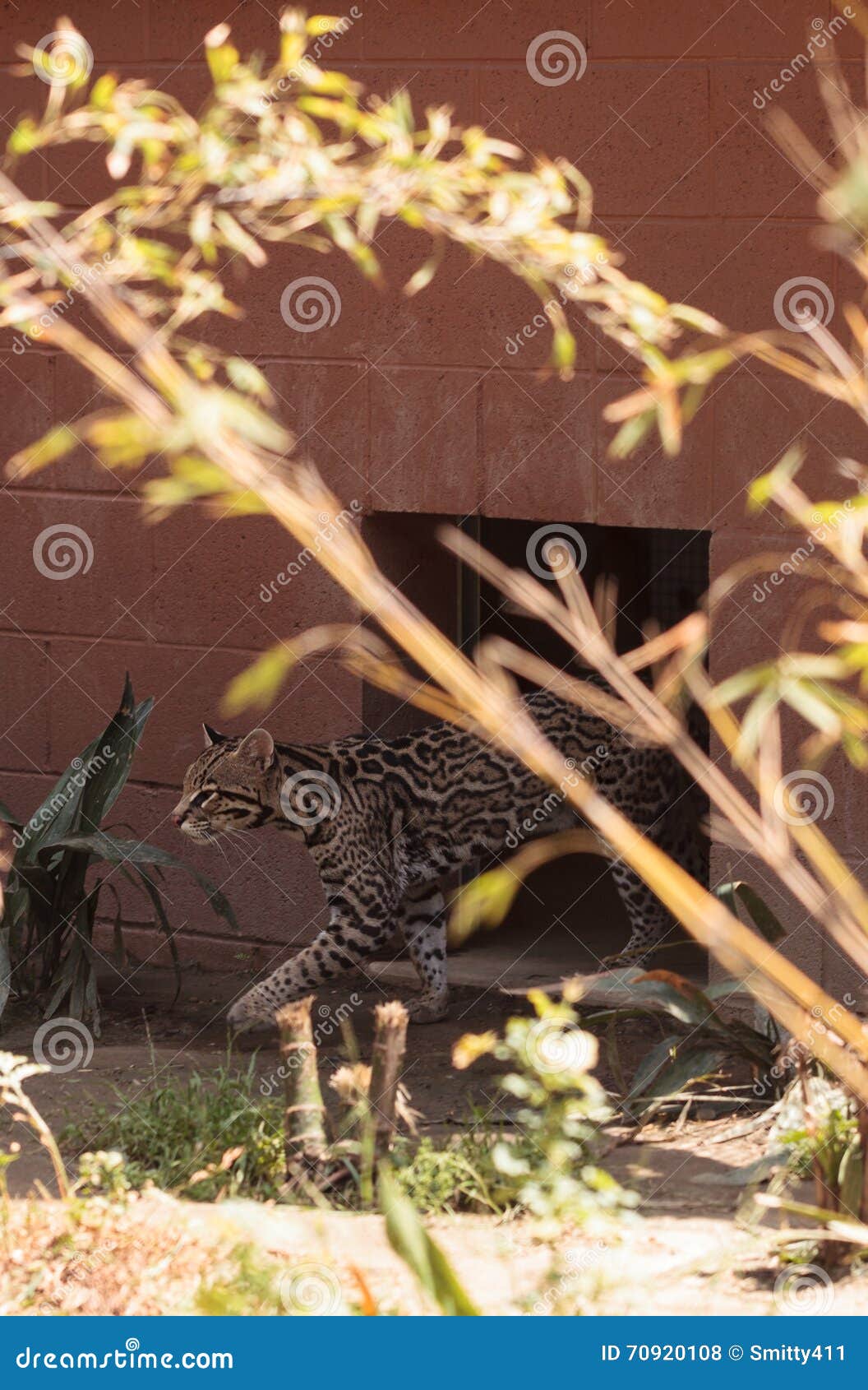 Ocelot Cat Leopardus Pardalis Stock Photo - Image of pardalis ...
